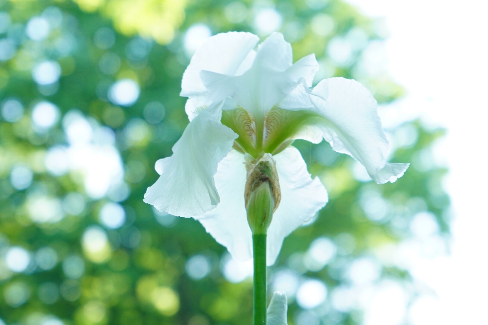 スカッとGWらしい天気になりました。き... / Kotaさんのモーメント | YAMAP / ヤマップ