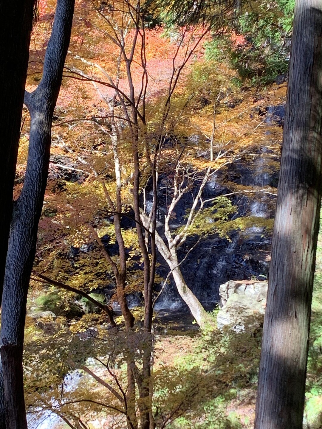 千ヶ峰 / コト君さんの千ヶ峰の活動日記 | YAMAP / ヤマップ