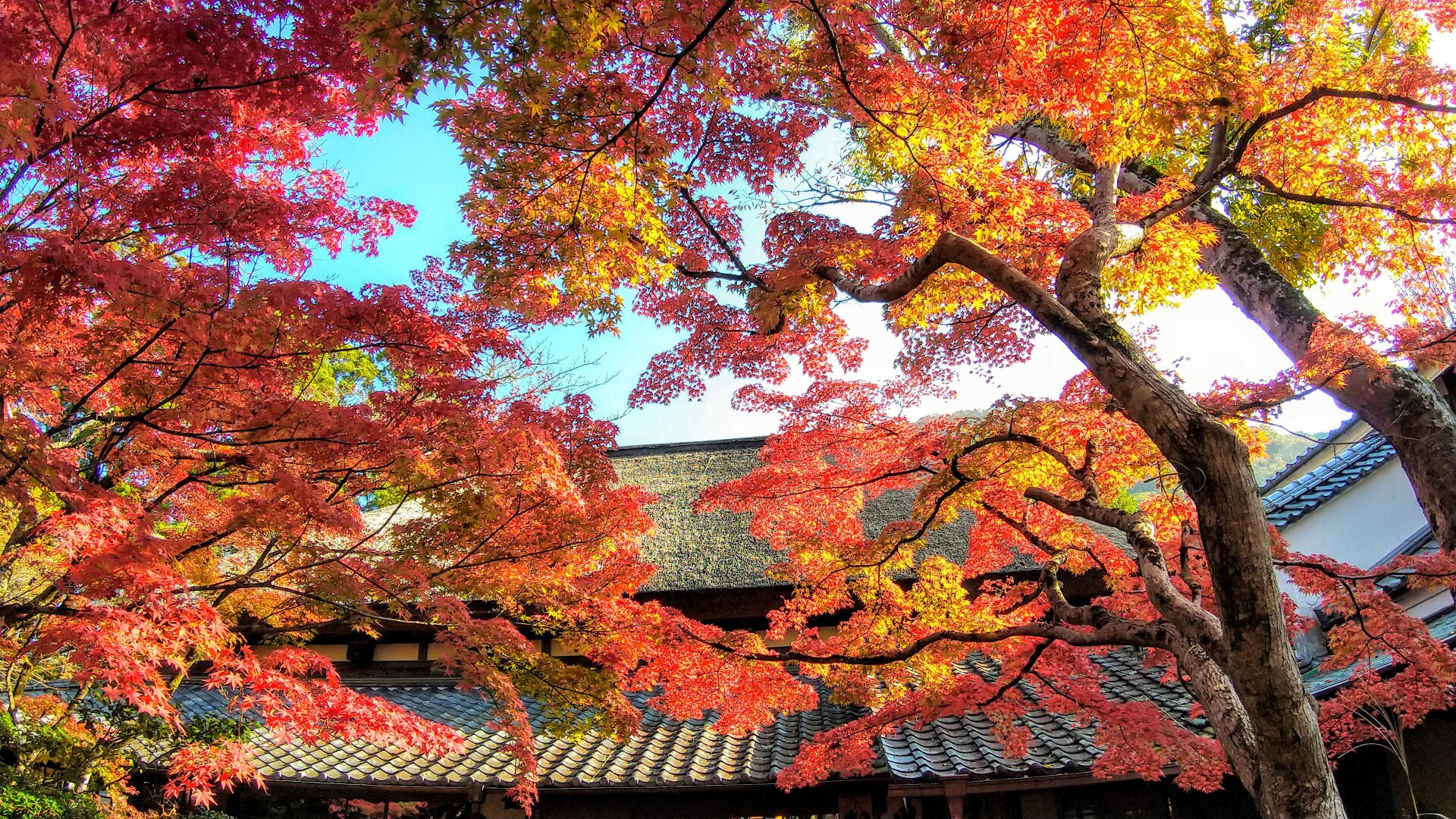 本日も湯布院へ。 あまりの観光客の多さに... / ハマさんのモーメント | YAMAP / ヤマップ