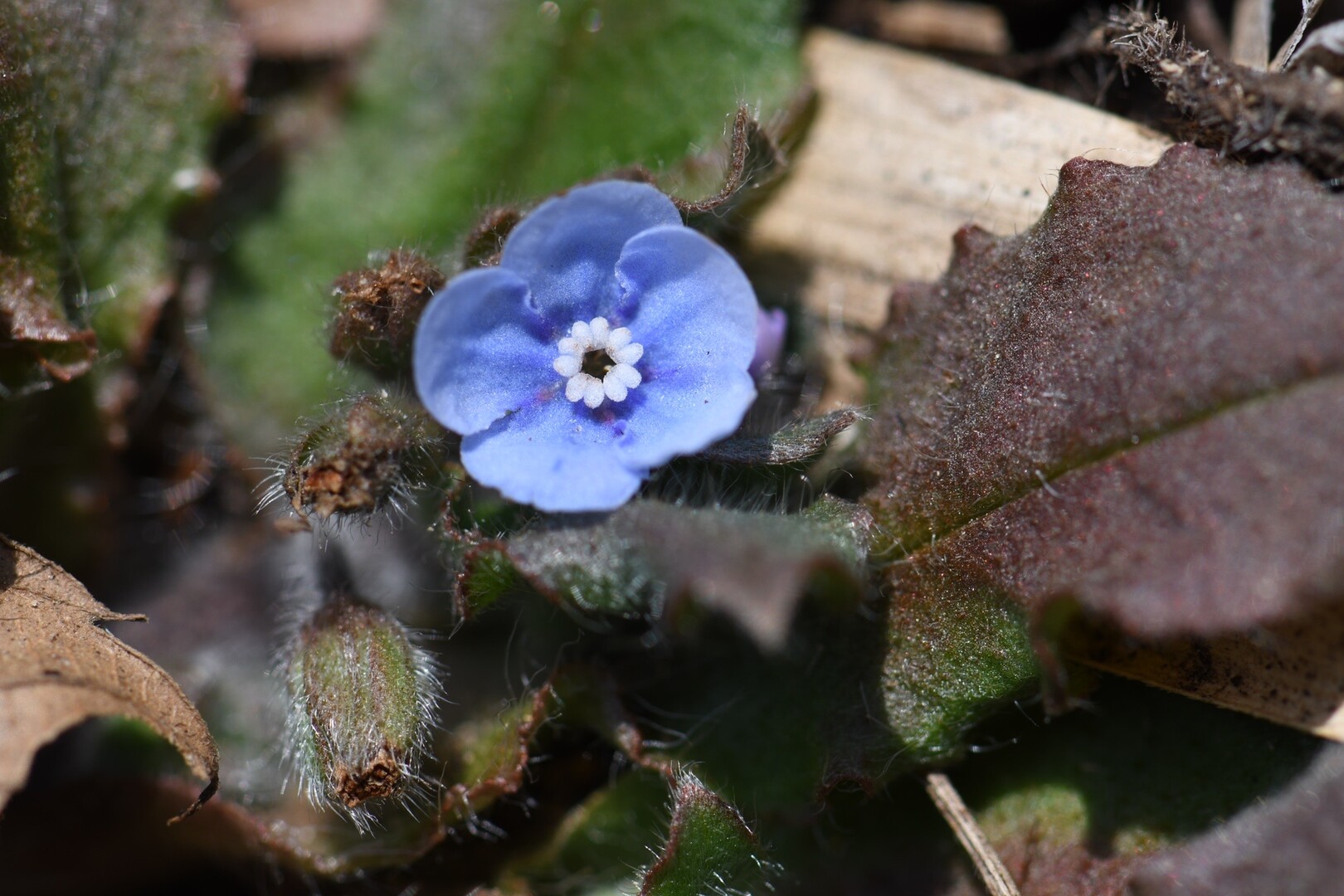 津久井城山公園 22.03.11 ヤマ... / TAKKUNさんのモーメント | YAMAP / ヤマップ