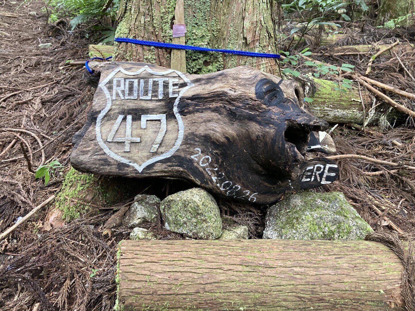 金剛山【石ブテ47⤴️サネ尾根⤵️】 / bu-koさんの金剛山・二上山・大和葛城山の活動データ | YAMAP / ヤマップ