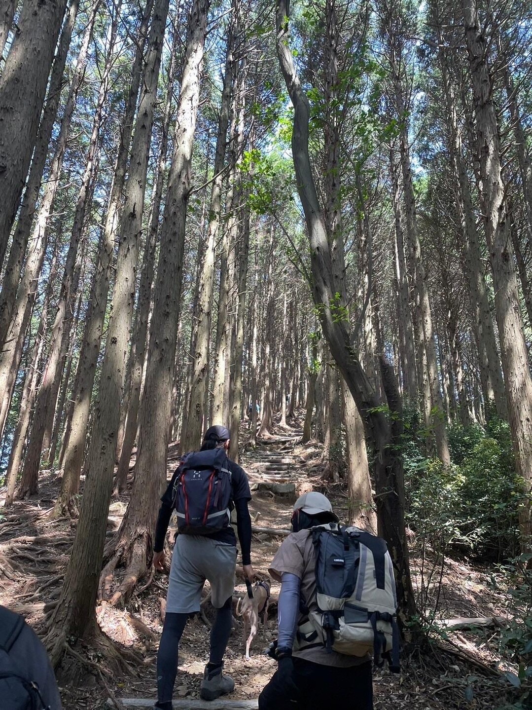 宮路山・赤坂山・五井山 / satoshi tanakaさんの五井山・宮路山・御堂山の活動日記 | YAMAP / ヤマップ
