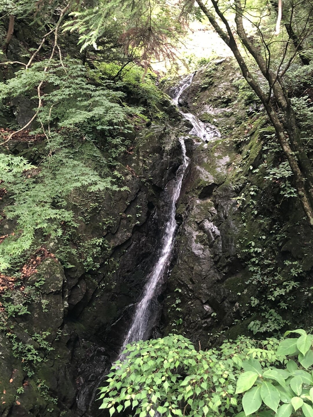 大山 / MOCCOさんの大山の活動データ | YAMAP / ヤマップ