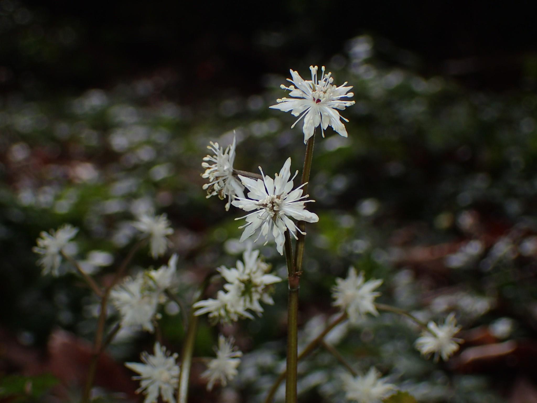 子供の頃、走り回っていた裏山をちょっと登... / ryuさんのモーメント | YAMAP / ヤマップ