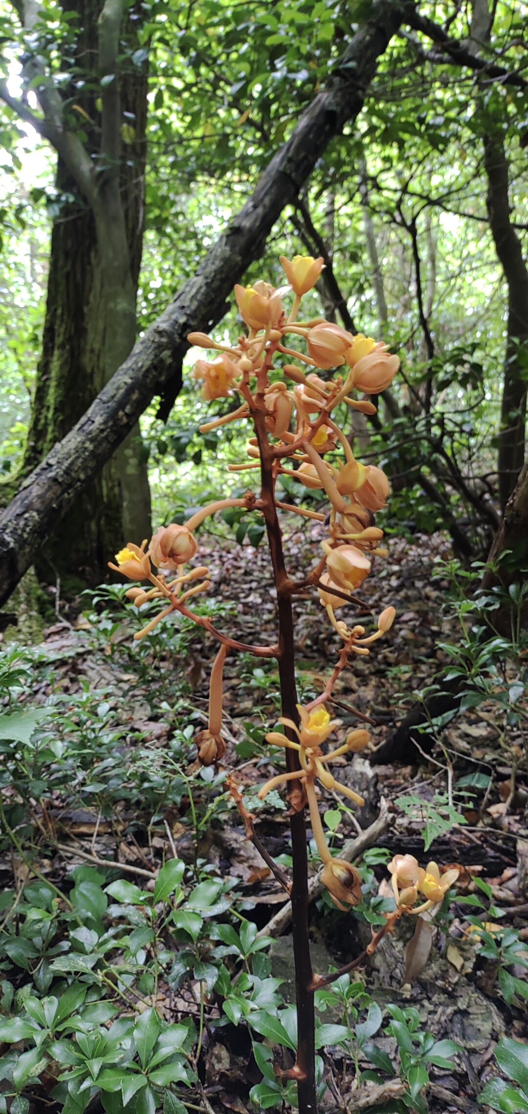 綿向山 / itimiさんの綿向山の活動データ | YAMAP / ヤマップ