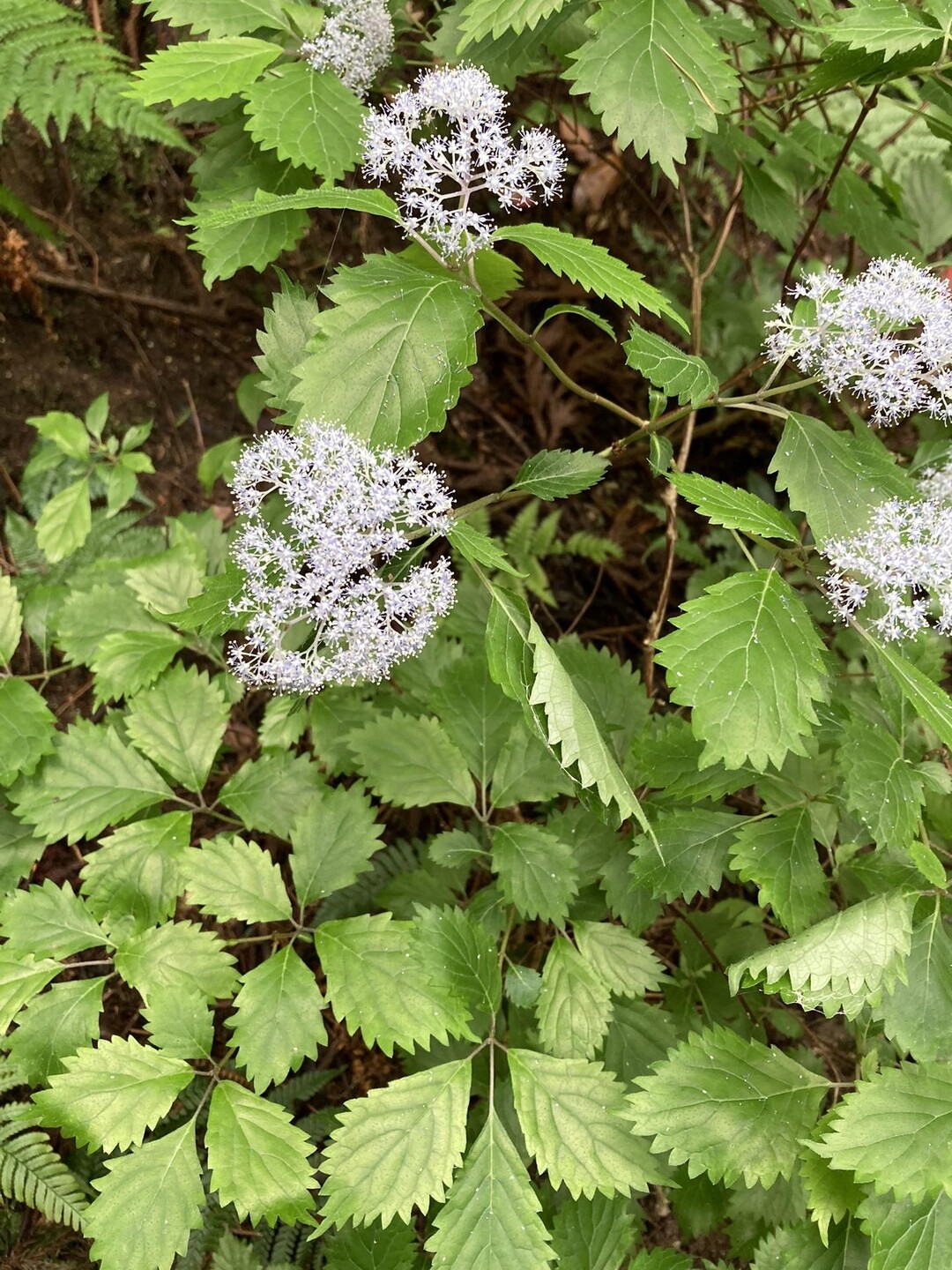 猿投山 / rilarilaさんの猿投山・物見山の活動データ | YAMAP / ヤマップ