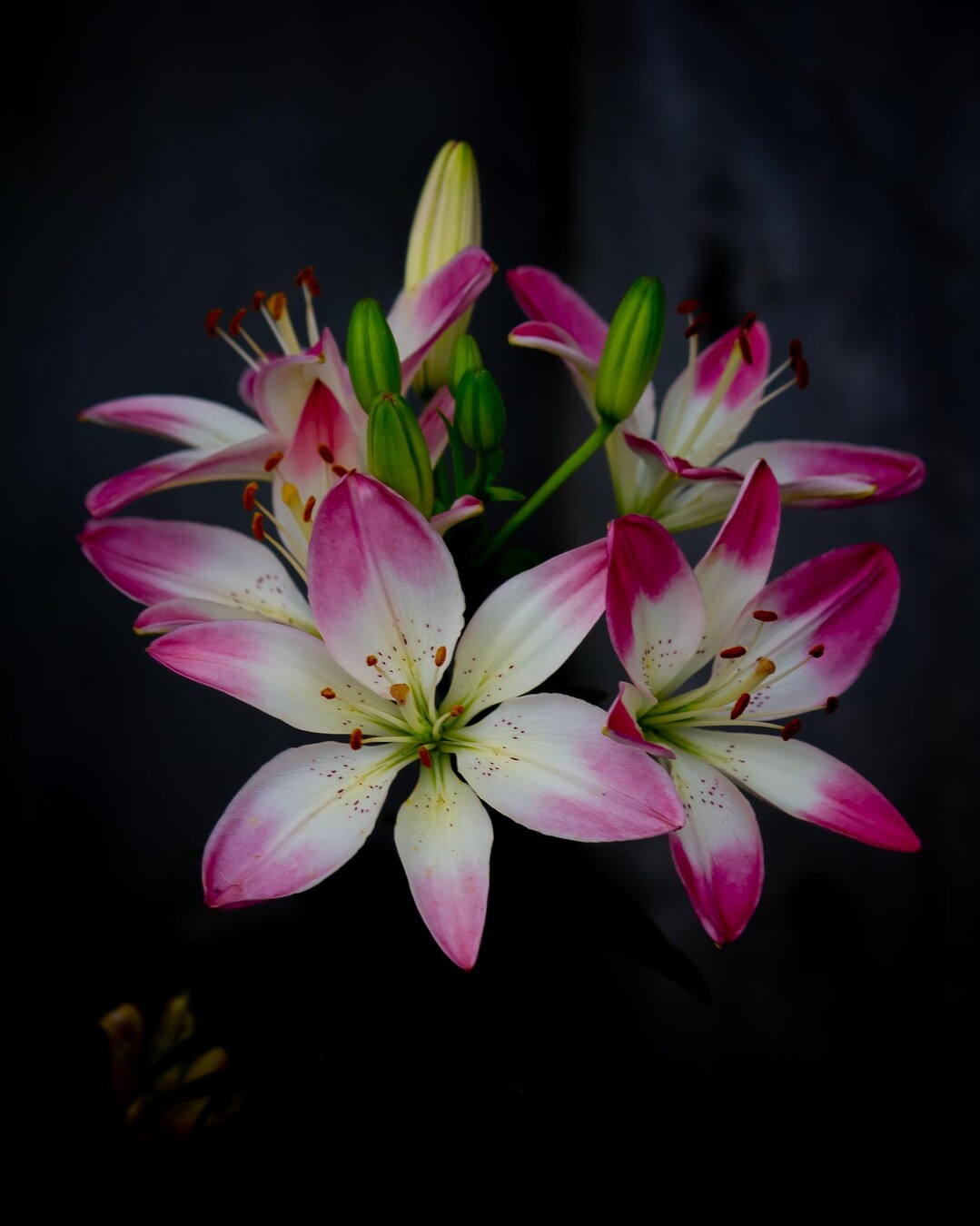 華やさと気品。 コンクリートの前に咲く... / stripeさんのモーメント | YAMAP / ヤマップ