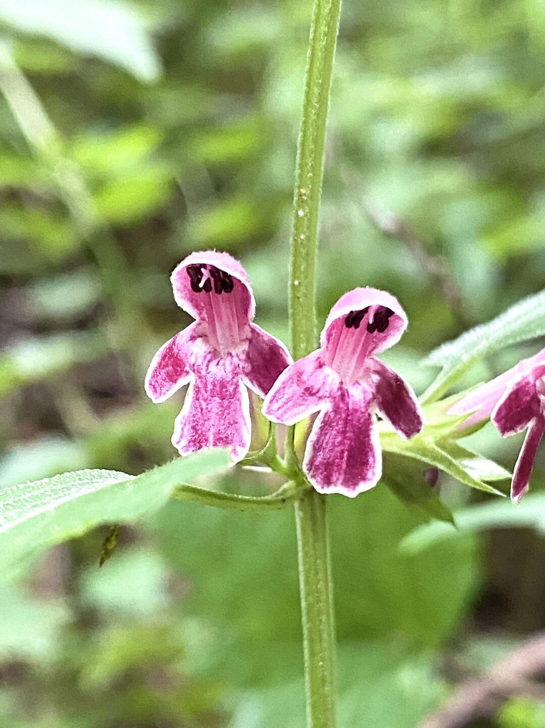 金剛山・ツツジオ谷 / maunaさんの金剛山・二上山・大和葛城山の活動データ | YAMAP / ヤマップ