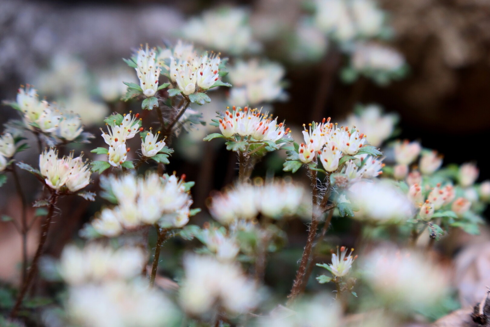 【気になる花の定点観察へ！】2022/4... / kunsanさんのモーメント | YAMAP / ヤマップ