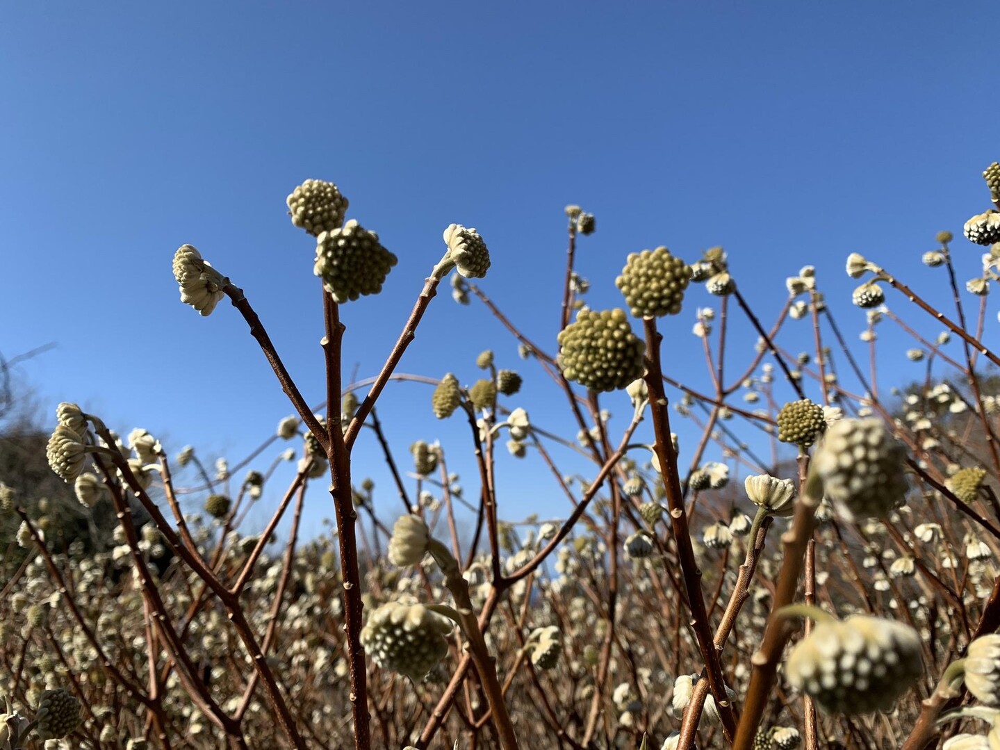 皿倉山 / meguさんの皿倉山・花尾山・帆柱山の活動データ | YAMAP / ヤマップ