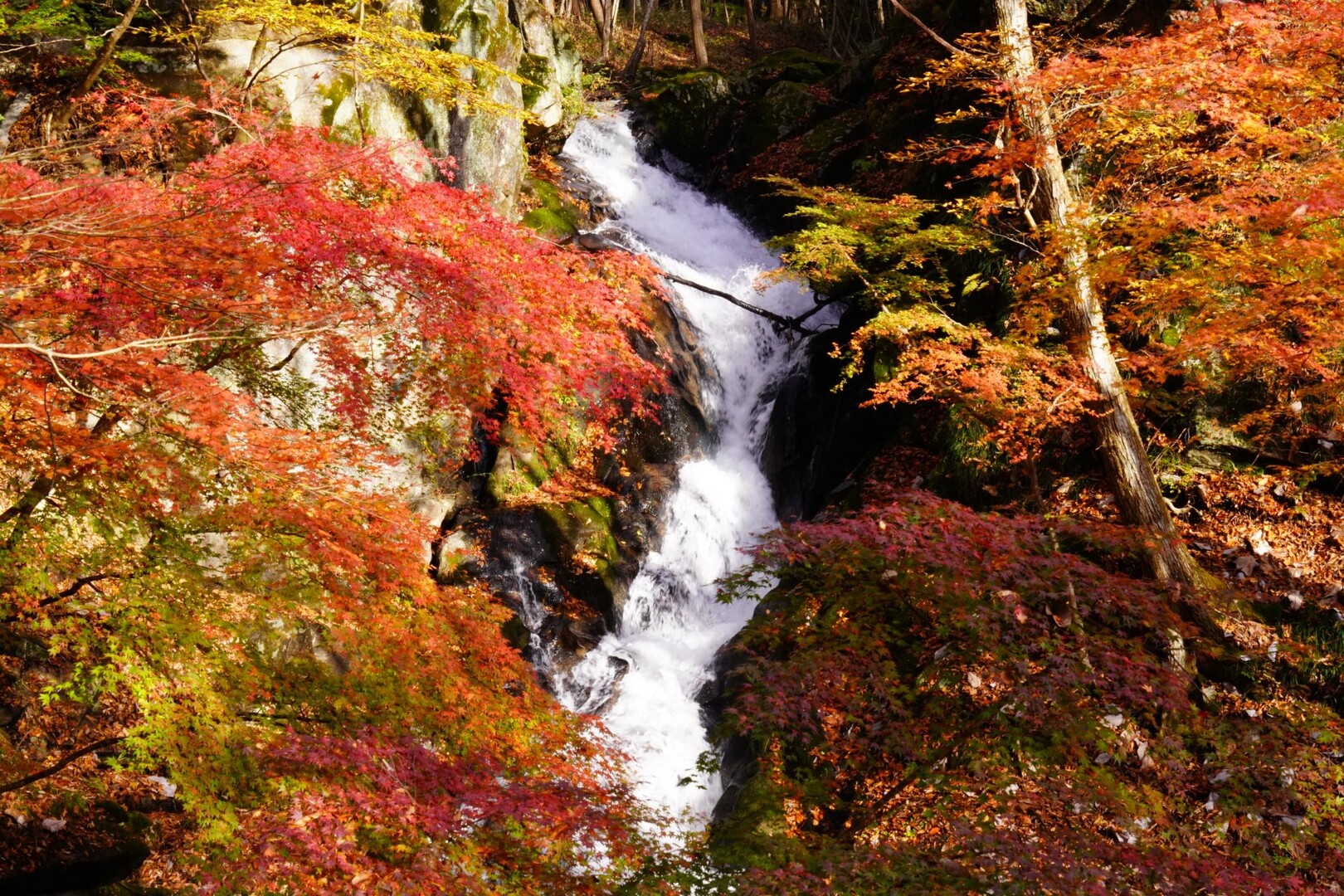 滝川渓谷紅葉🍁狩り / Koikoiさんの三鈷室山の活動データ | YAMAP / ヤマップ