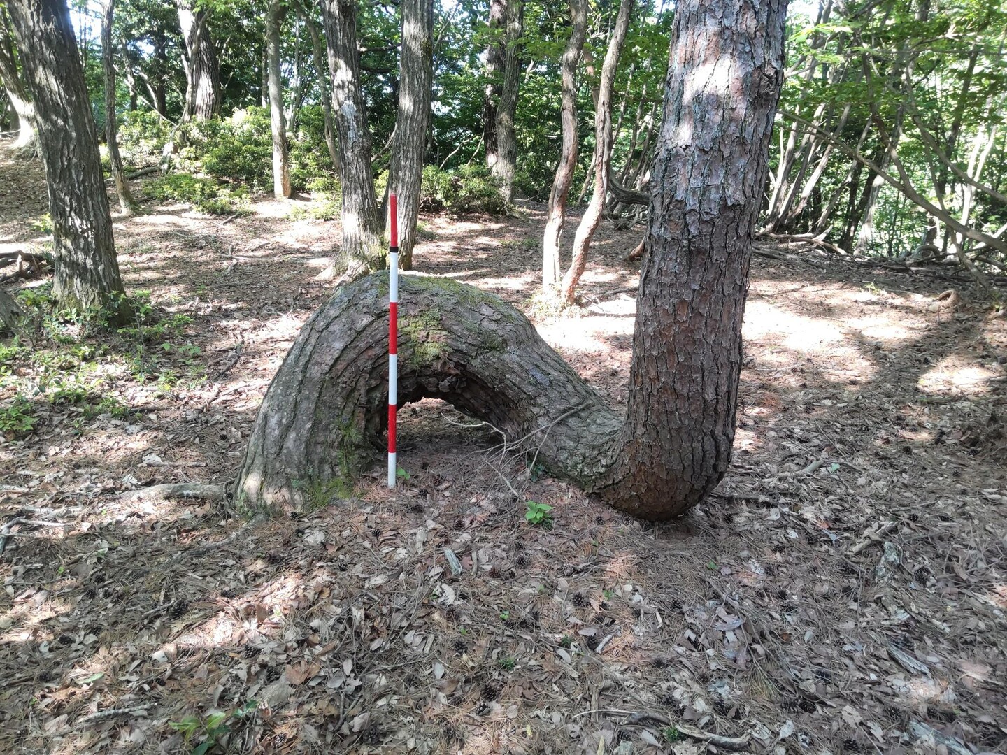深山の山歩は😱・・・2023-05-12 / Mt.OKA🎃さんの天吉寺山の活動データ | YAMAP / ヤマップ