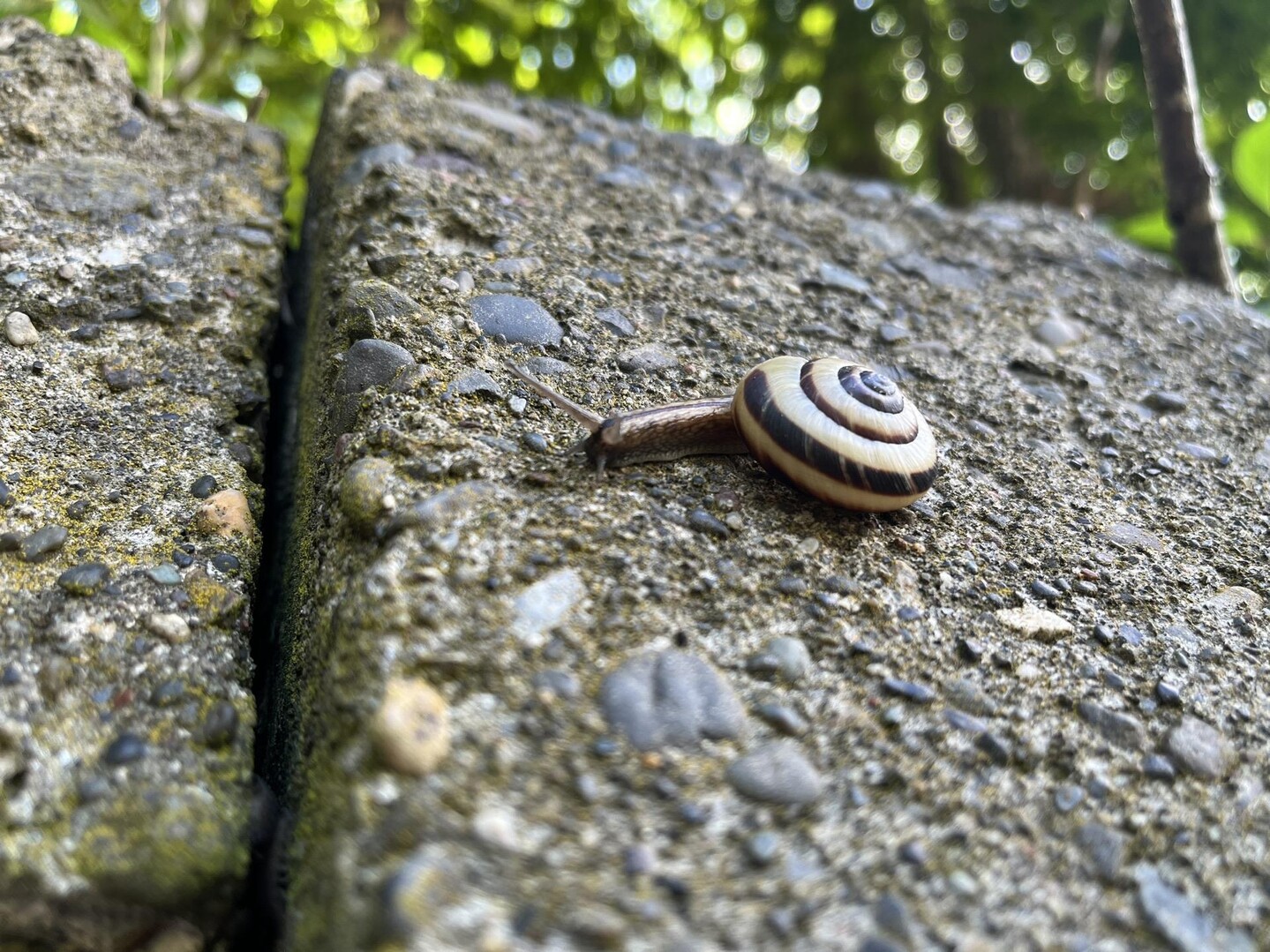 イチャンコッペトレイル / waaさんのイチャンコッペ山の活動データ | YAMAP / ヤマップ