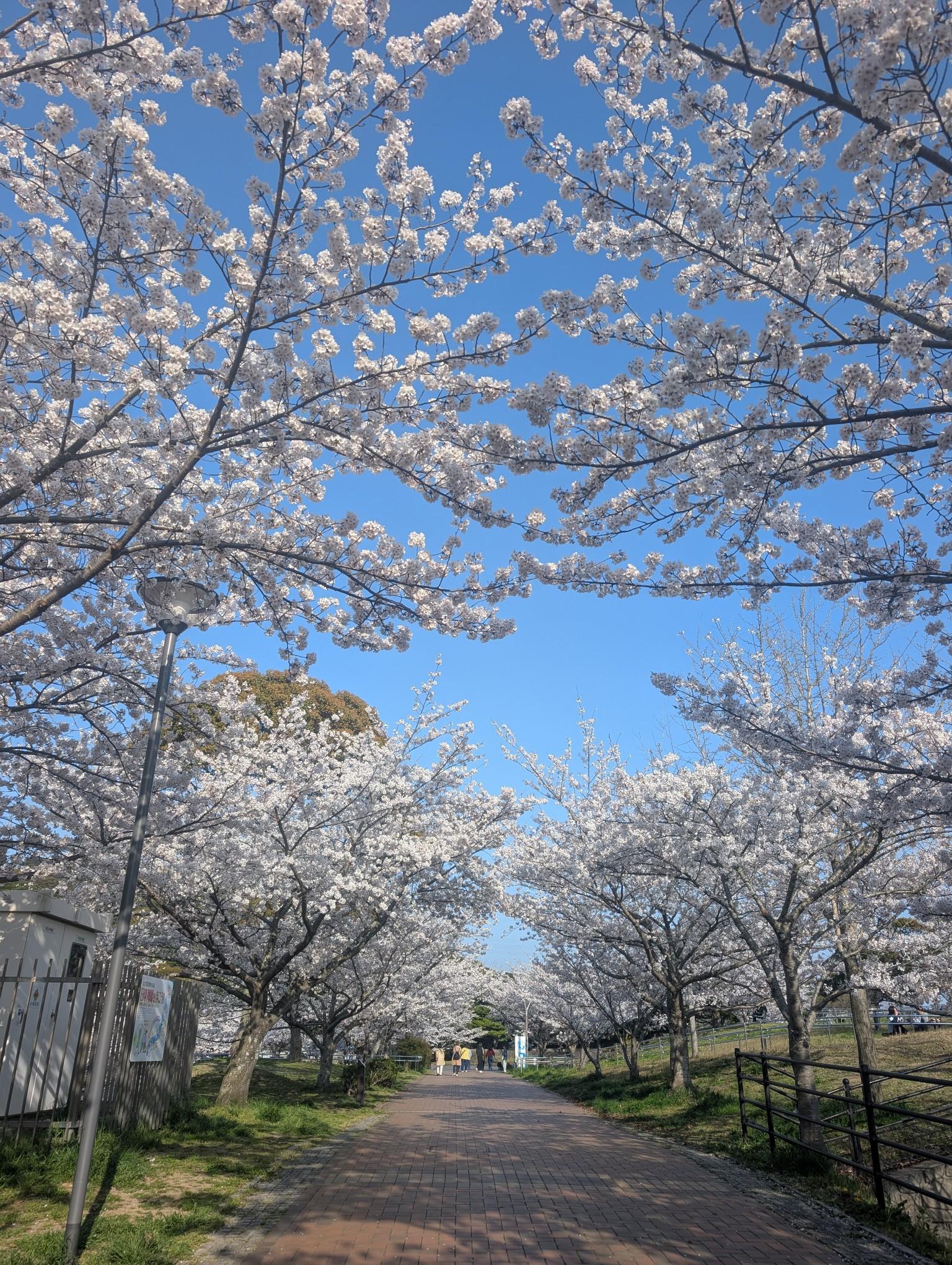 中央公園 桜🌸とやっと会えた青空👍 / ふくさんのモーメント | YAMAP / ヤマップ