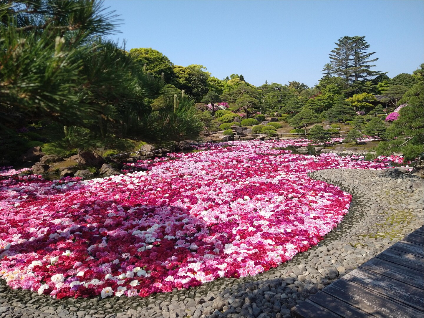 圧巻のぼたん ... / ひげGさんのモーメント | YAMAP / ヤマップ