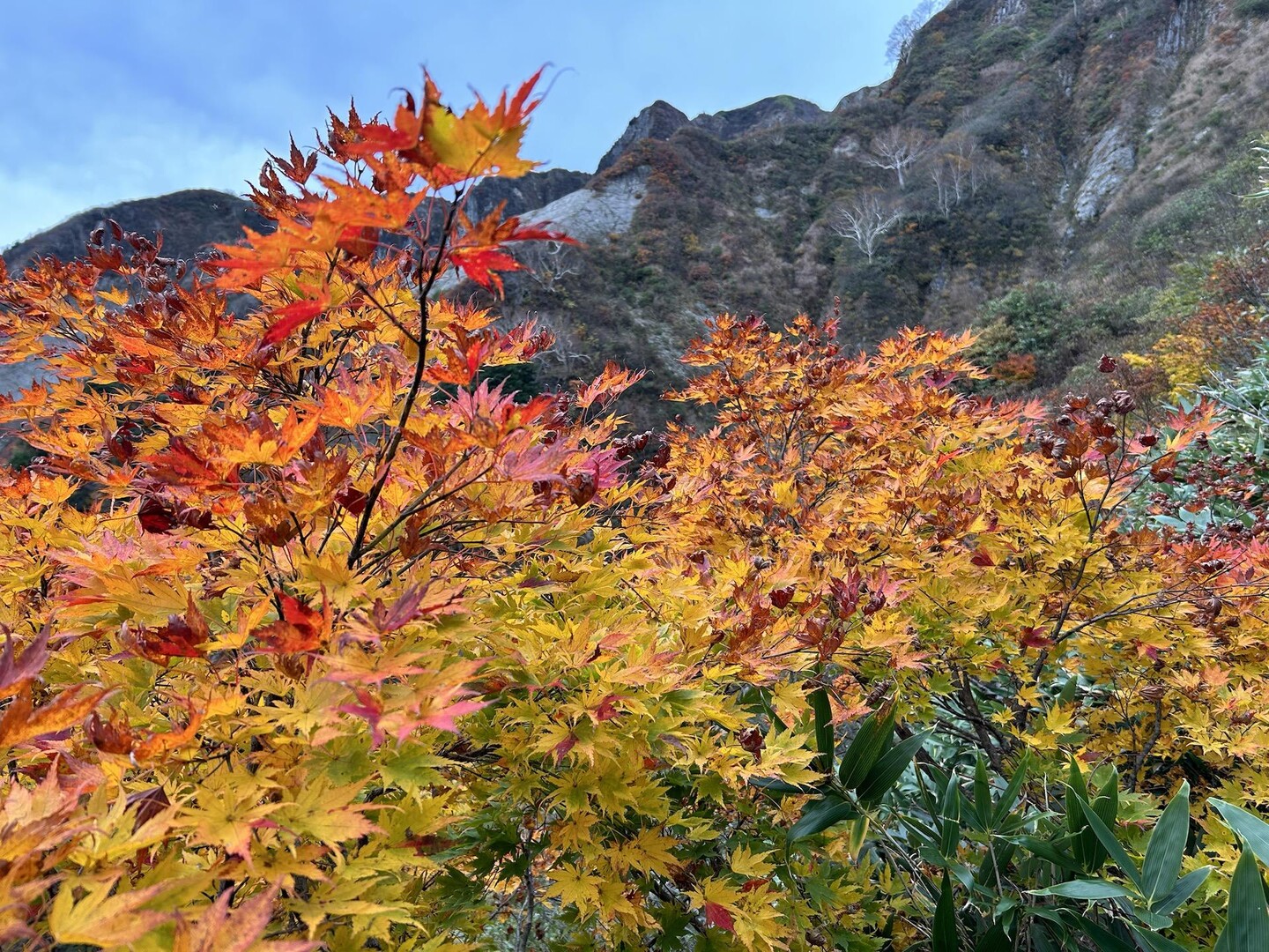 雨飾山 / yasu。@TEAM_Siberian_Forest_Cat♪さんの雨飾山・大渚山・天狗原山・戸倉山の活動データ | YAMAP / ヤマップ