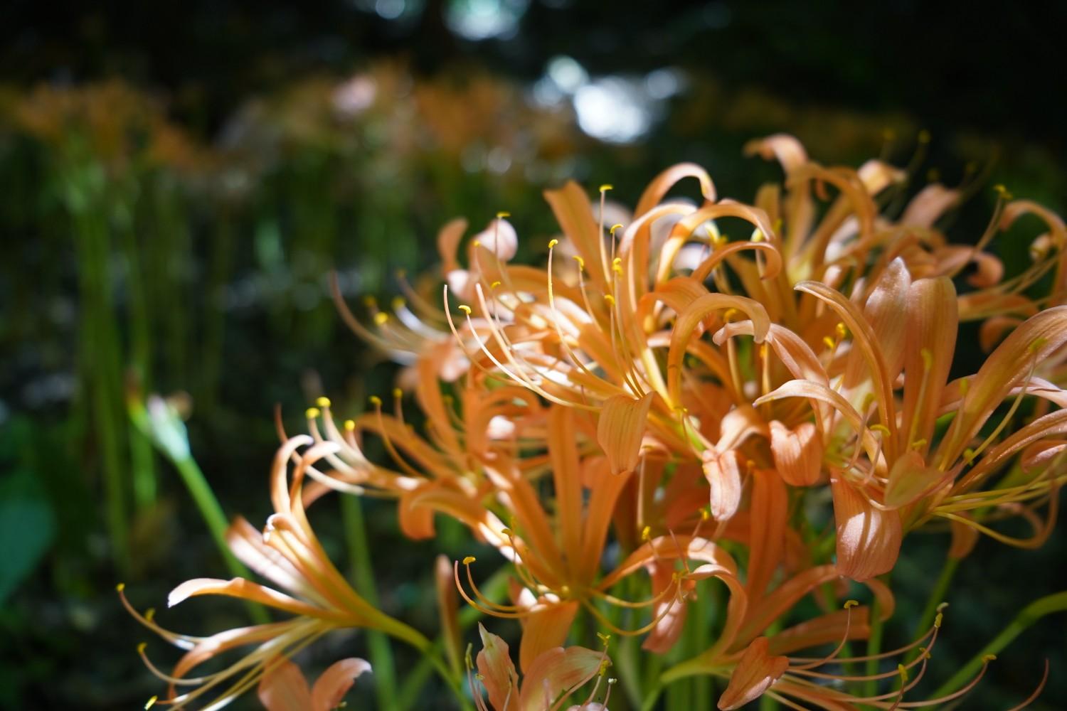 井原山 / Kohei Eguchiさんの雷山・井原山の活動データ | YAMAP / ヤマップ