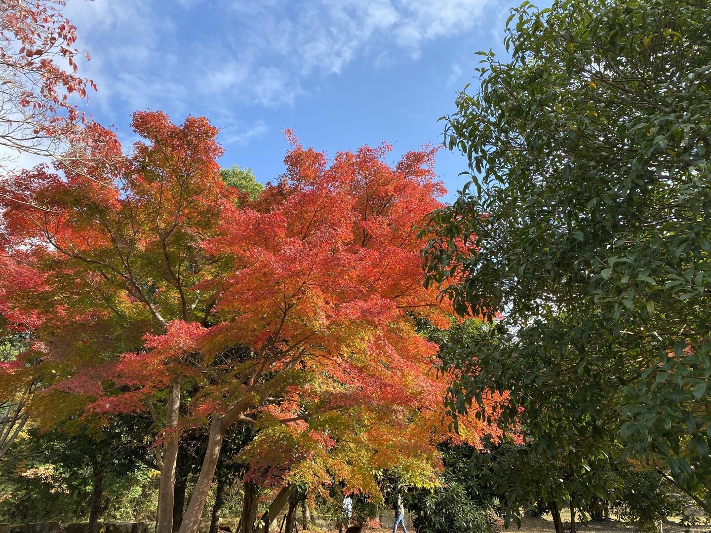 今日は近場で紅葉狩り🍁 静かにのんび... / mayuminさんのモーメント | YAMAP / ヤマップ