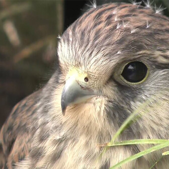 笹ヶ峰・丸山荘テント泊 / Mitz@さんの笹ヶ峰・寒風山・平家平の活動データ | YAMAP / ヤマップ