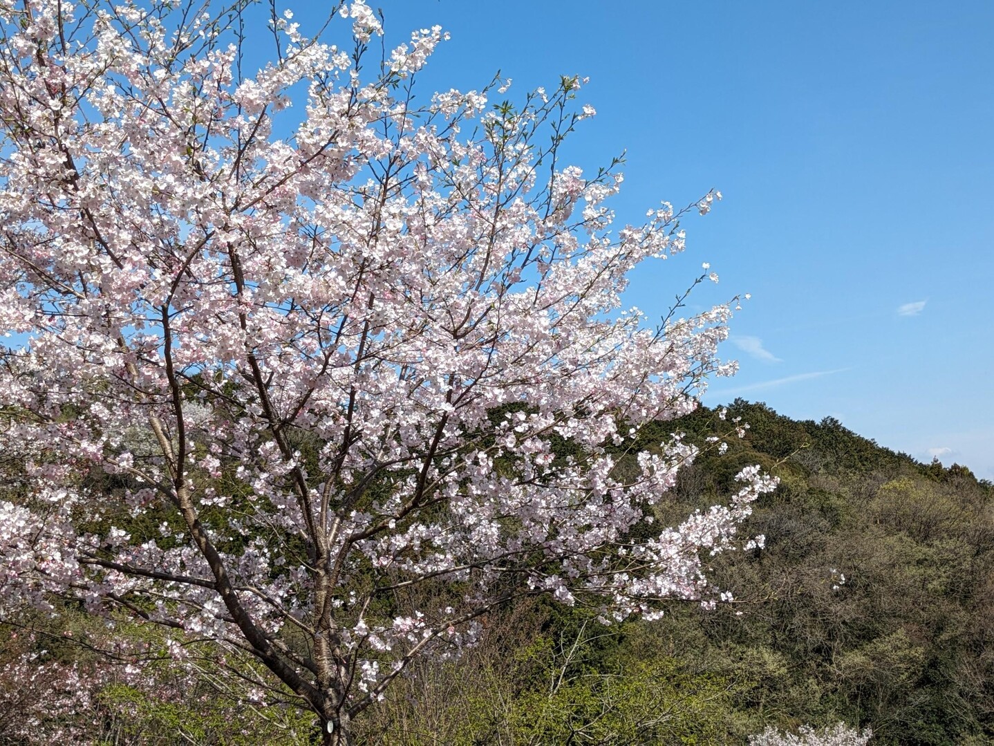 2024/04/07 🌸虚空蔵尊さくら... / Sah!さんのモーメント | YAMAP / ヤマップ
