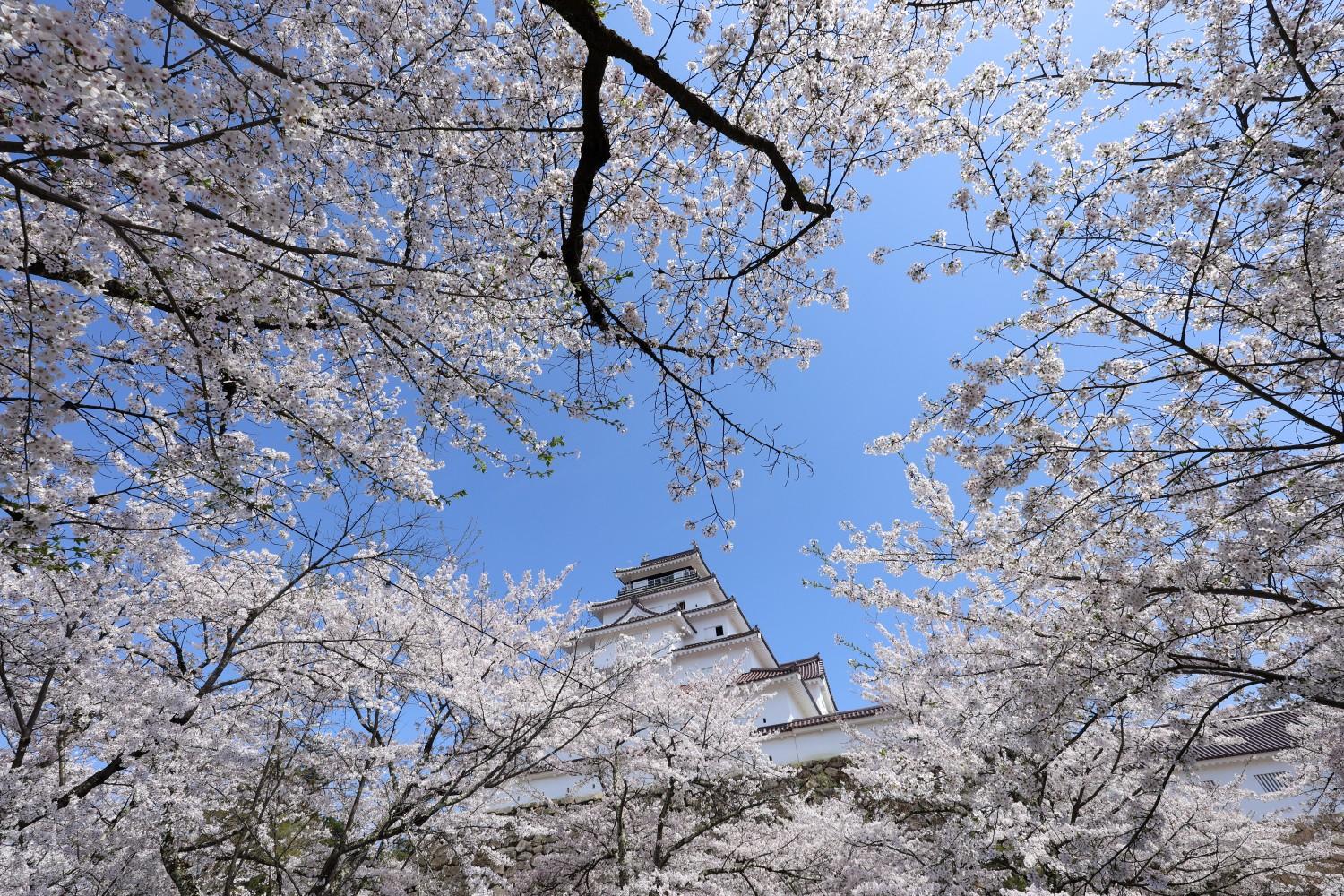 花吹雪に圧倒されて鶴ケ城 / Windyさんのモーメント | YAMAP / ヤマップ