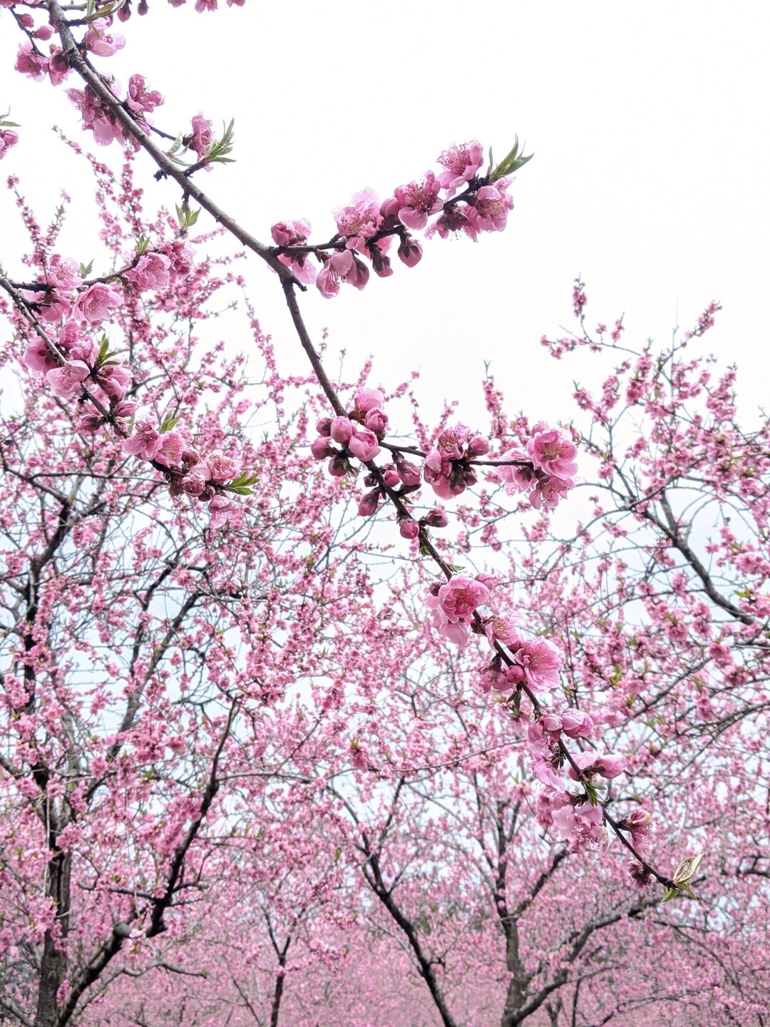 3月下旬 中岳→三毳山 他 キジムシ... / YOLOさんのモーメント | YAMAP / ヤマップ