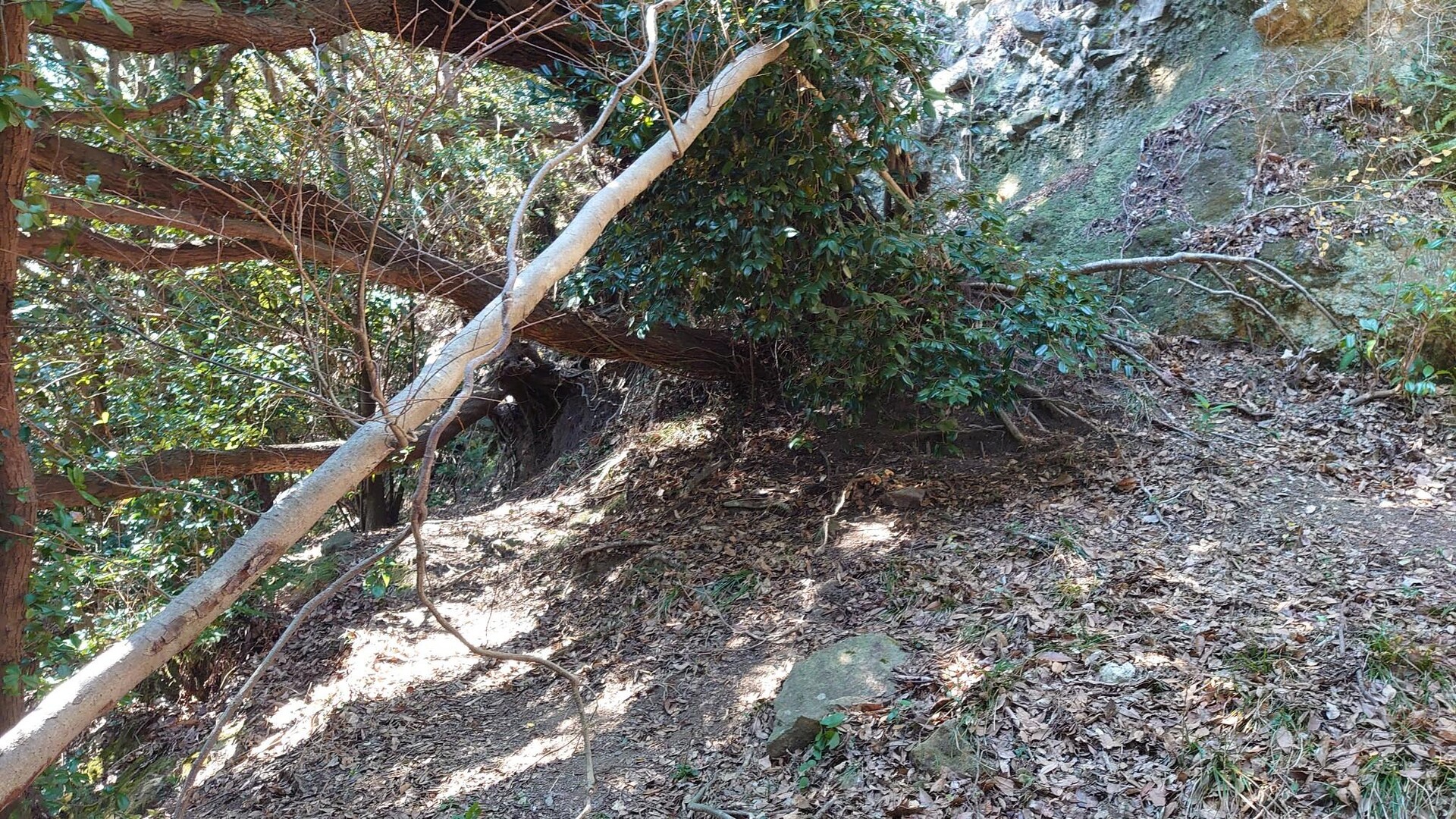 soraさんの投稿したフィールドメモ | YAMAP / ヤマップ