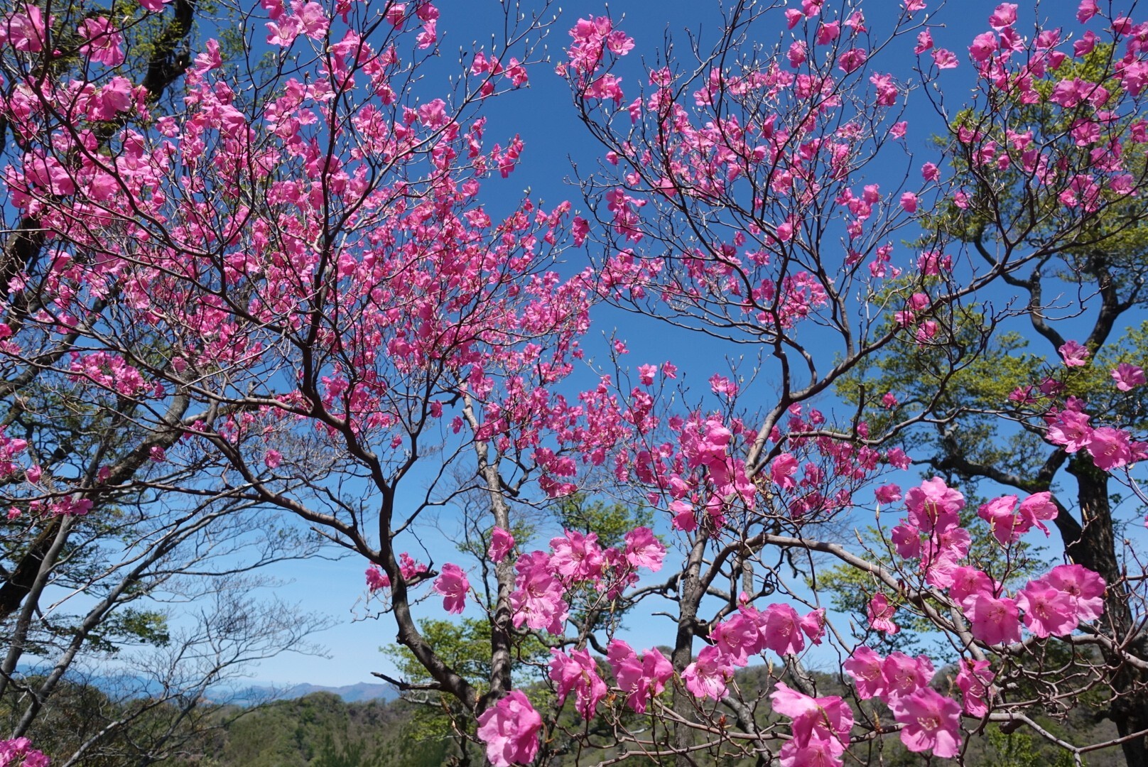 親父山、花見登山 / MS-DESさんの祖母山の活動データ | YAMAP / ヤマップ