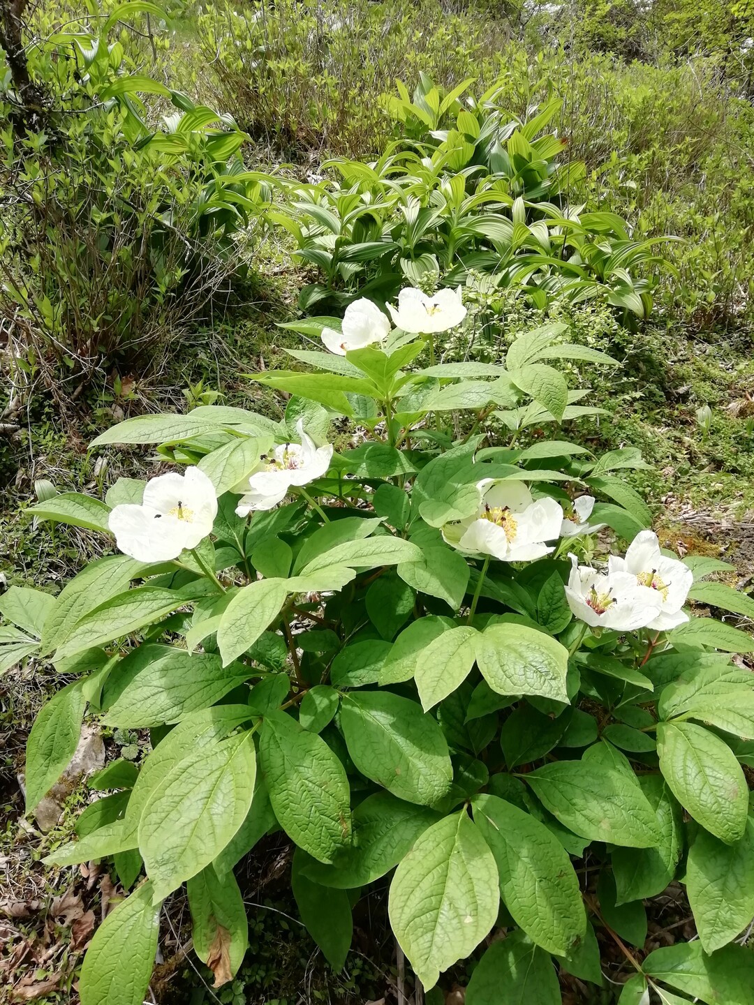 白鳥山・時雨岳 / enoさんの岩宇土山・白鳥山・銚子笠の活動データ | YAMAP / ヤマップ