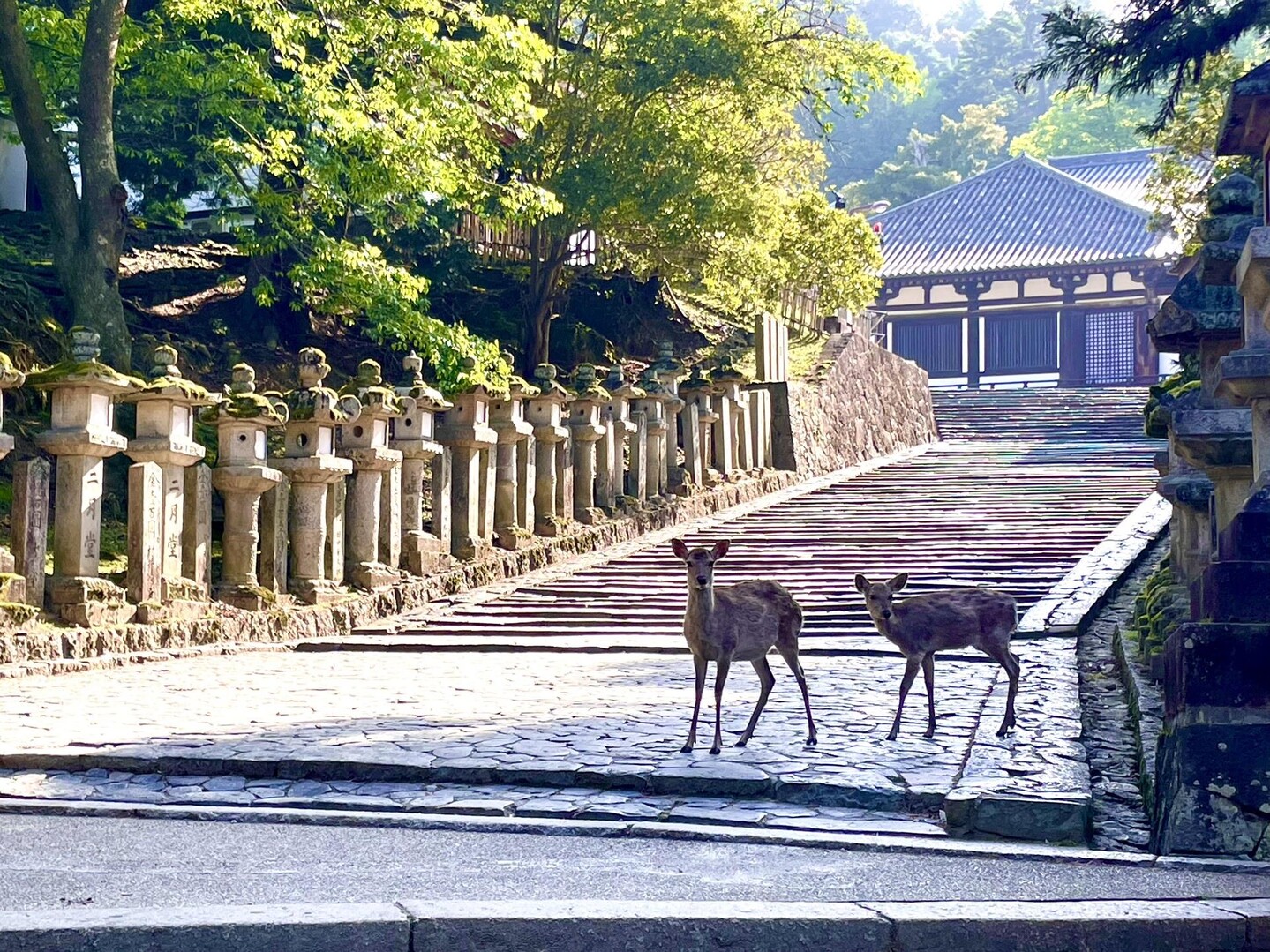 若草山⛰️春日山原始林 / sayo_hseさんの若草山・芳山・高円山の活動データ | YAMAP / ヤマップ