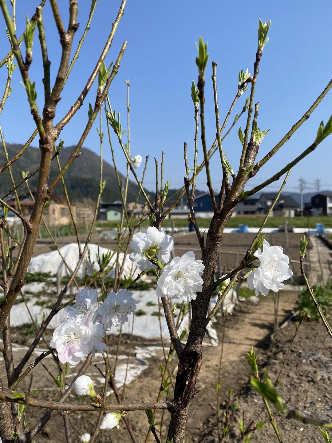 父の畑のジャガイモミッションᕦ(ò_óˇ... / KEIPPE☆BEさんのモーメント | YAMAP / ヤマップ