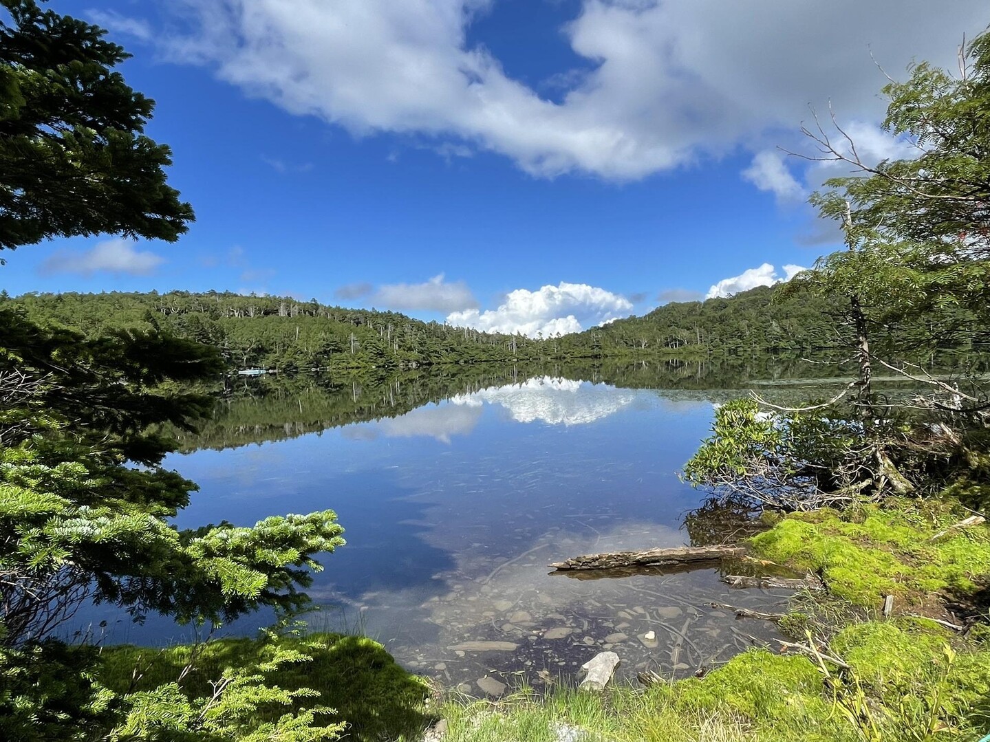 北八ヶ岳 白駒池〜ニュウ / Akariさんの八ヶ岳（赤岳・硫黄岳・天狗岳）の活動データ | YAMAP / ヤマップ