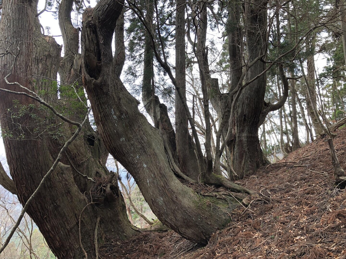 片波山(湯槽山)・井ノ口山・鍋谷山の伏条台杉 / とっくんさんの鍋谷山・井ノ口山・湯槽山（片波山）の活動データ | YAMAP / ヤマップ