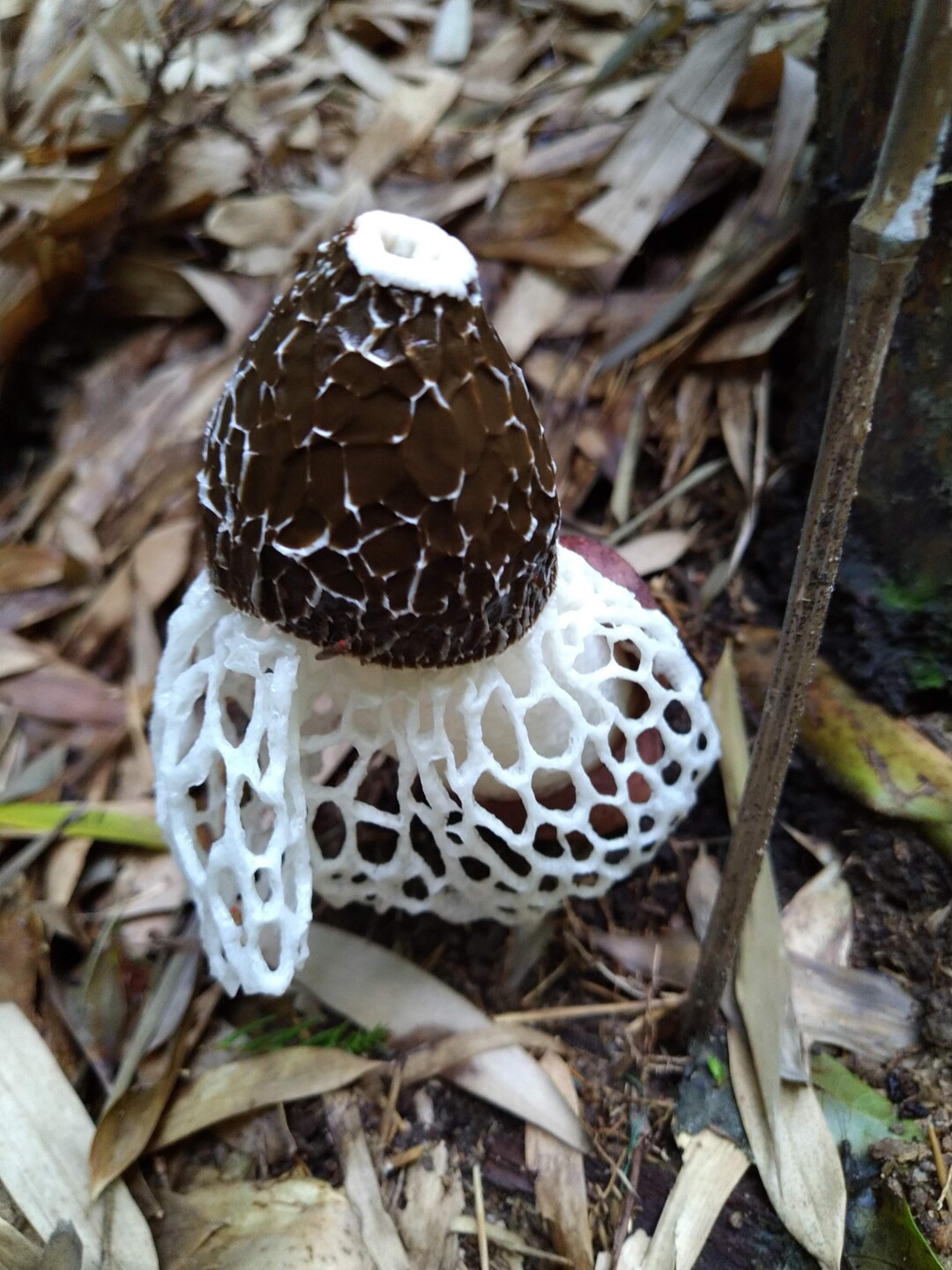 許斐山、White Princessに会いに行く / ryuchanさんの許斐山の活動データ | YAMAP / ヤマップ