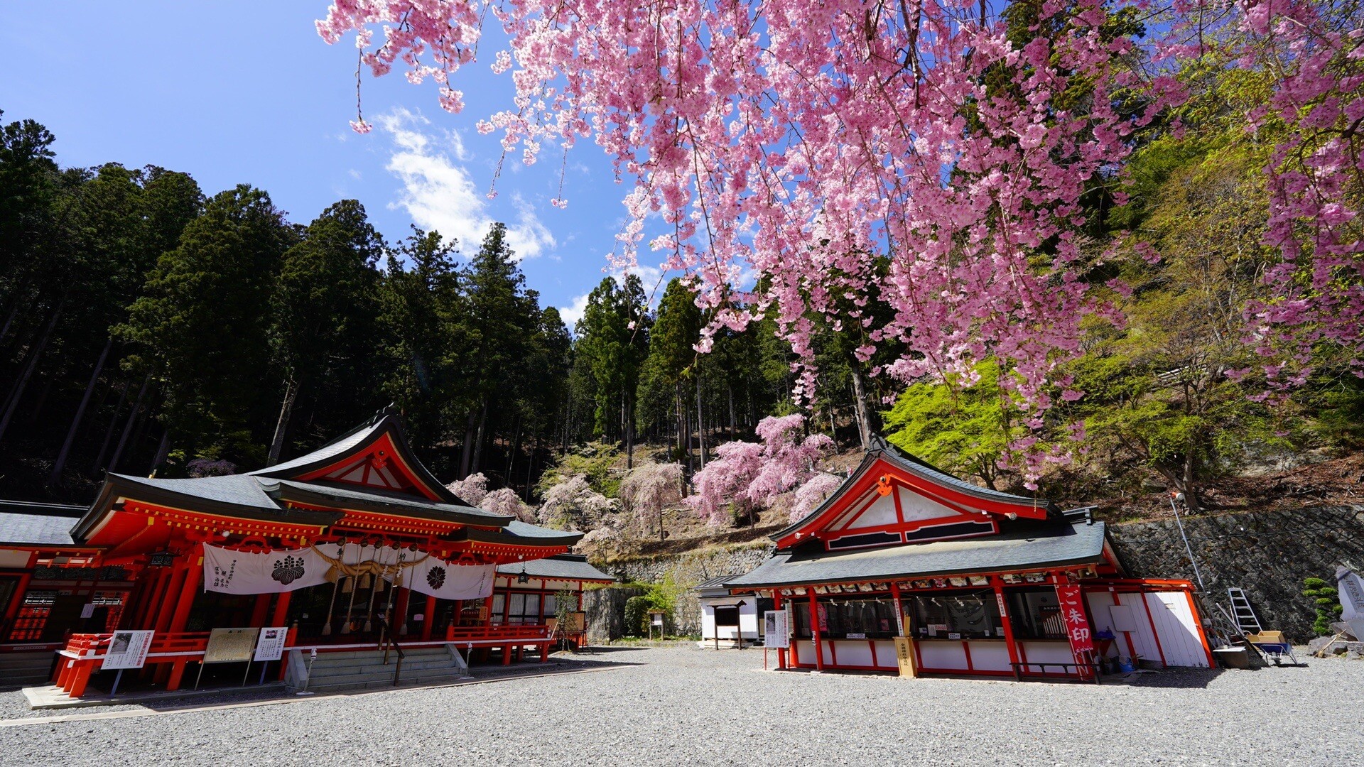 金桜神社の枝垂桜が綺麗でした。有名なウコ... / uchidamaさんのモーメント | YAMAP / ヤマップ
