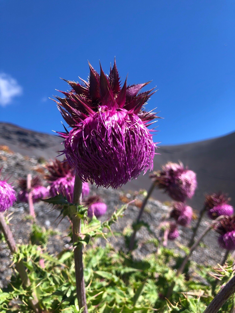 宝永ざーーーん♪ / ude-kingさんの富士山の活動データ | YAMAP / ヤマップ