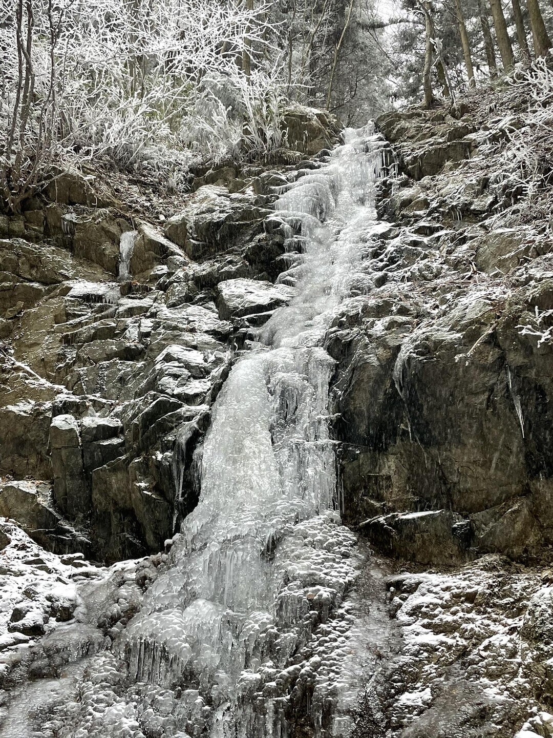 金剛山 ツツジオ⤴️ 千早本道⤵️ / shimoさんの金剛山・二上山・大和葛城山の活動データ | YAMAP / ヤマップ