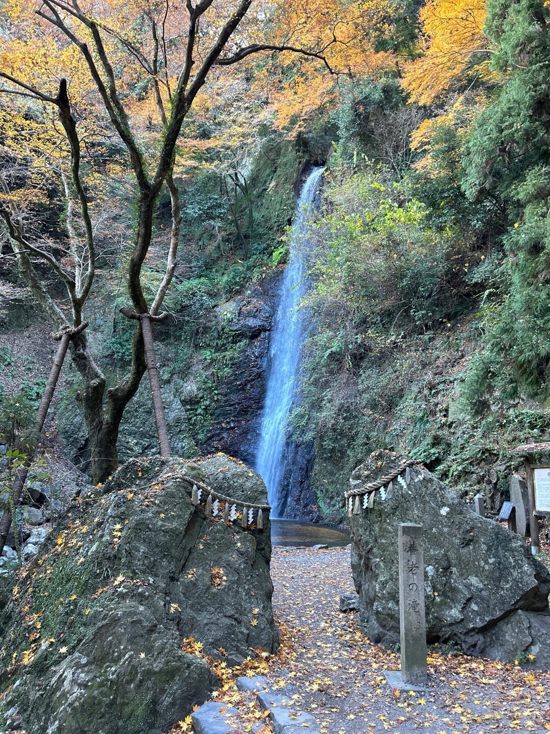 三方山・小倉山・養老山・北尾根P826峰 / クロシバさんの養老山・笙ヶ岳・三方山の活動データ | YAMAP / ヤマップ