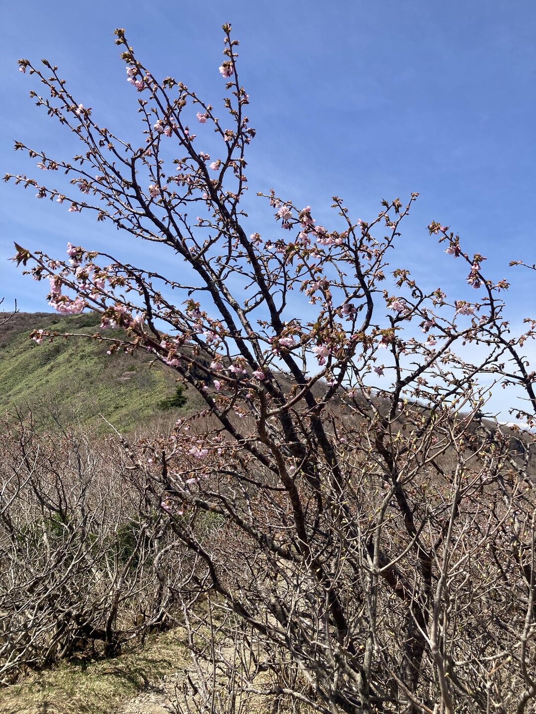 茶臼岳 南月山 to S / ZAKIPさんの茶臼岳（那須岳）・三本槍岳・赤面山の活動データ | YAMAP / ヤマップ