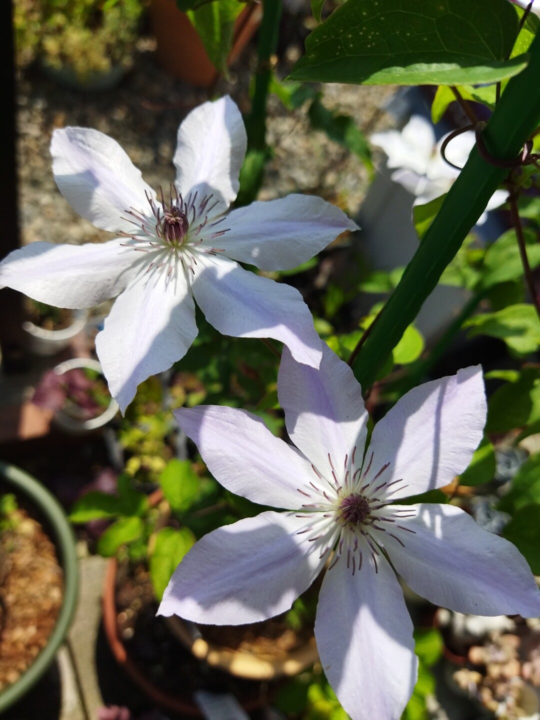 なかなかお山に行けなくてお庭のクレマチス... / おだや〜p(^-^)qさんのモーメント | YAMAP / ヤマップ