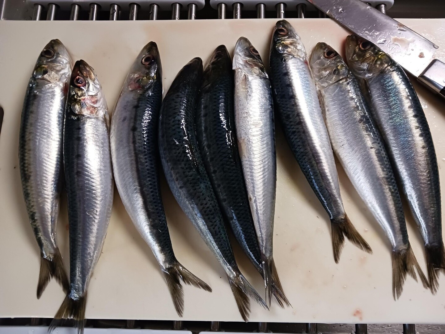 鰯を手開き🐟 おじいちゃん👴😺 ニ... / hiroさんのモーメント | YAMAP / ヤマップ