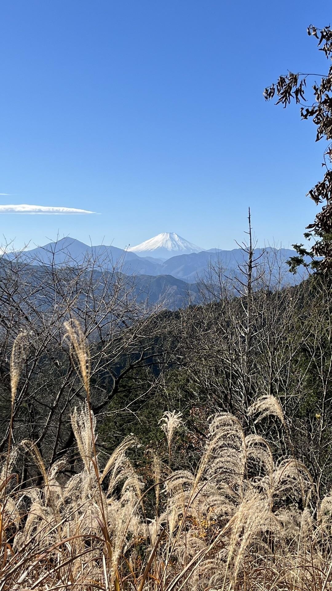 稲荷山・高尾山 / mi-yaさんの高尾山・陣馬山・景信山の活動データ | YAMAP / ヤマップ