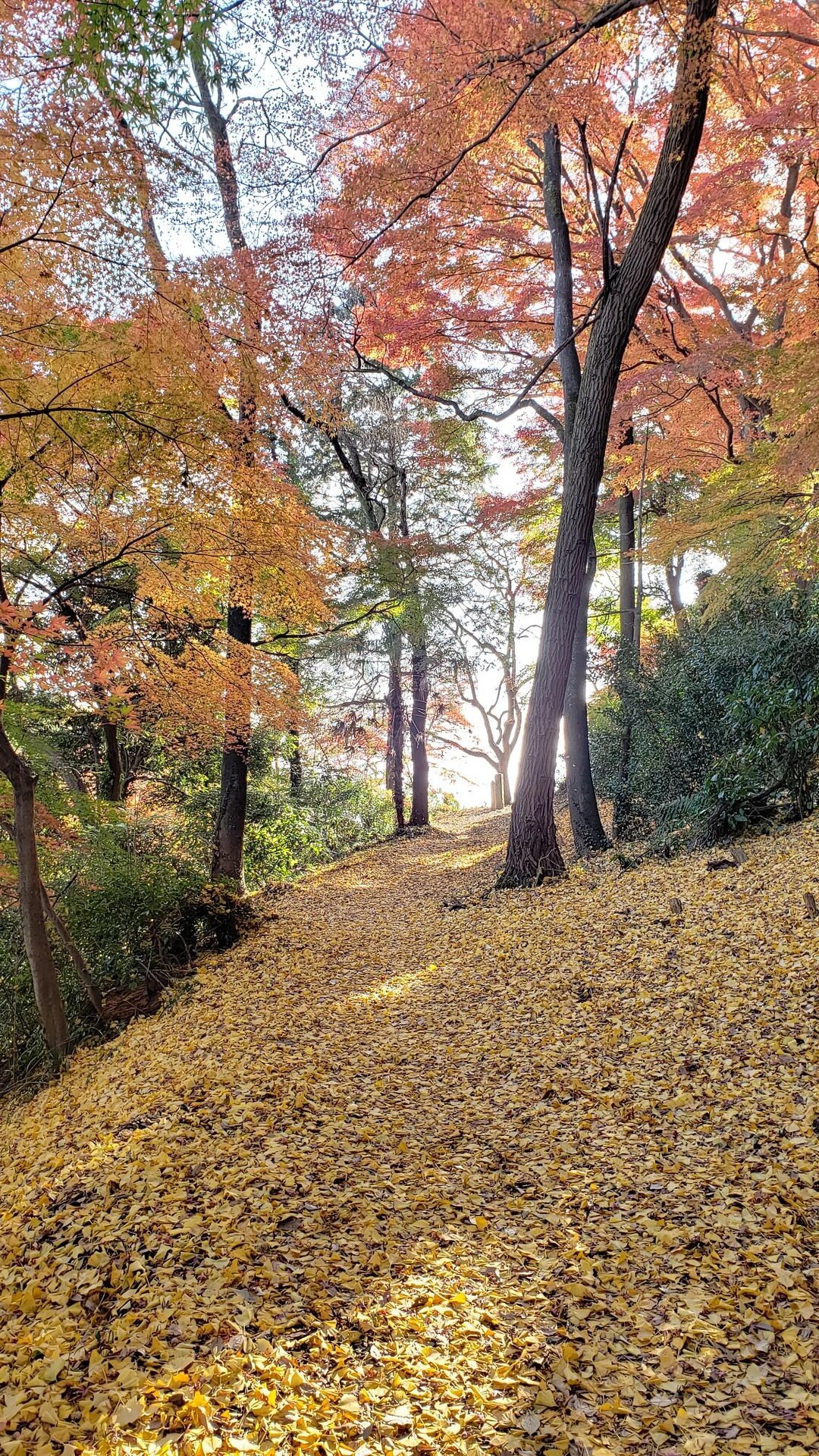 🏯金山城跡🍂 / str_0307さんの金山（新田金山）・八王子丘陵の活動データ | YAMAP / ヤマップ