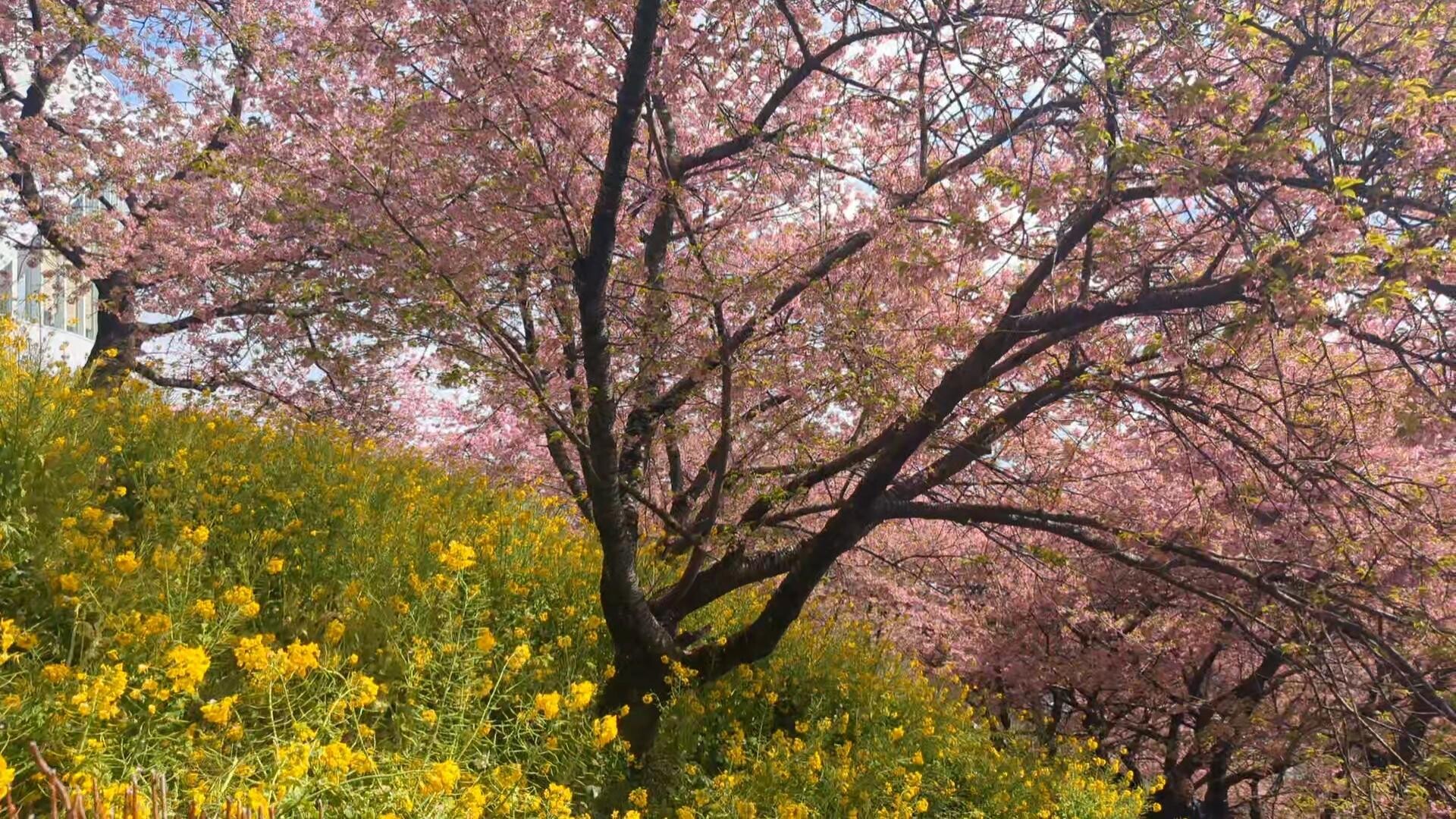 まつだ桜まつり、あぐりパーク嵯峨山苑、松田山 / nakameguさんの高松山・大野山の活動データ | YAMAP / ヤマップ