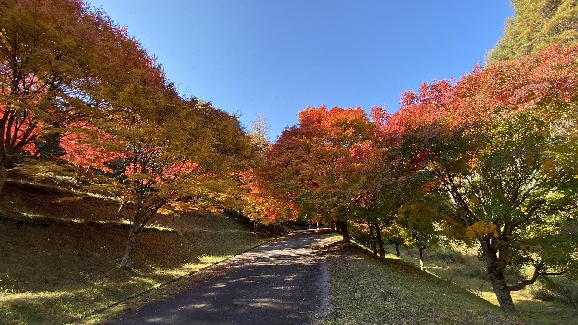真っ赤だな🍁🍁🍁…もみじ湖（箕輪ダム 長野） / M_Akkyさんのウォーキングの活動日記 | YAMAP / ヤマップ