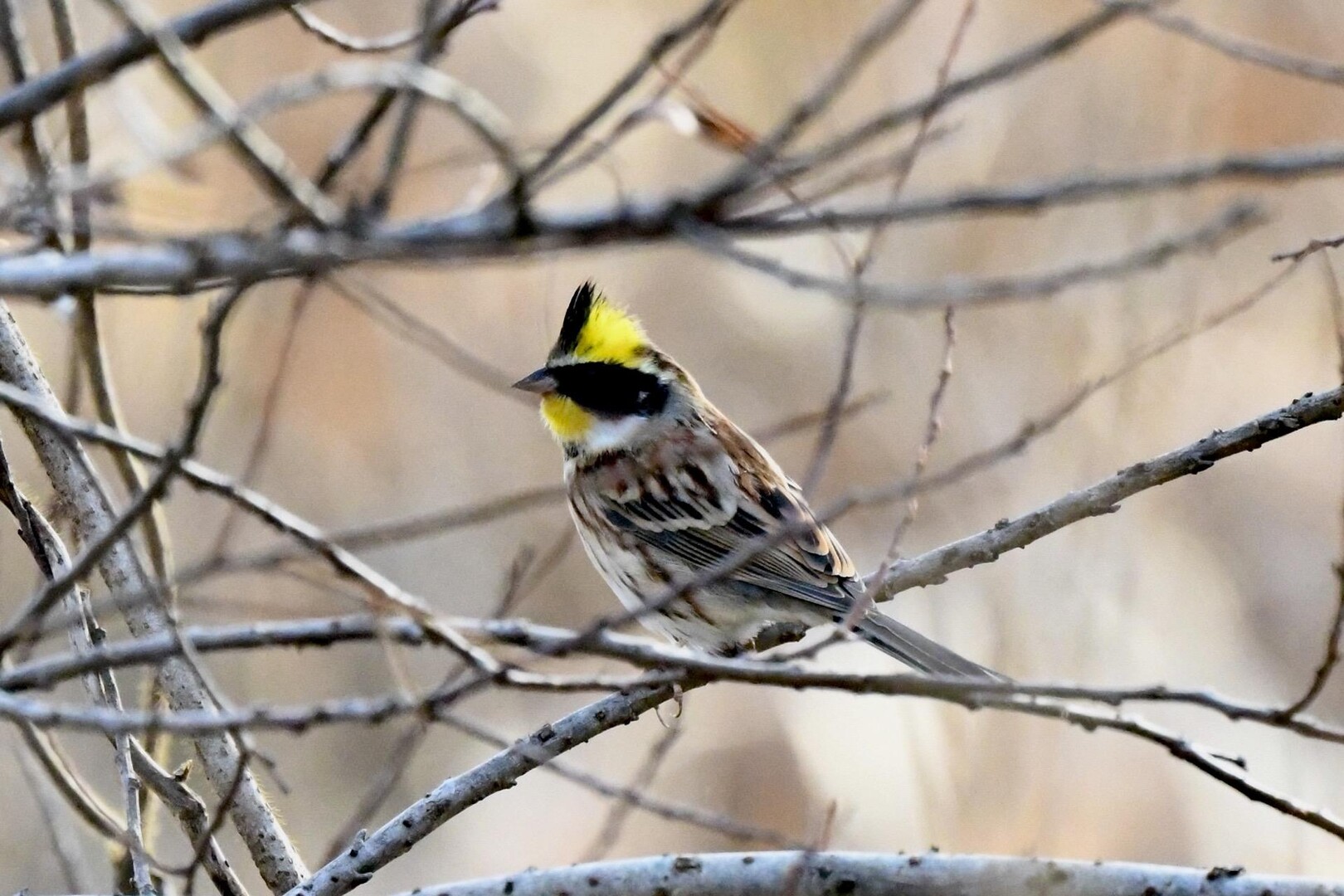 新年最初のレポです。 今年もよろしくお願... / TAKKUNさんのモーメント | YAMAP / ヤマップ