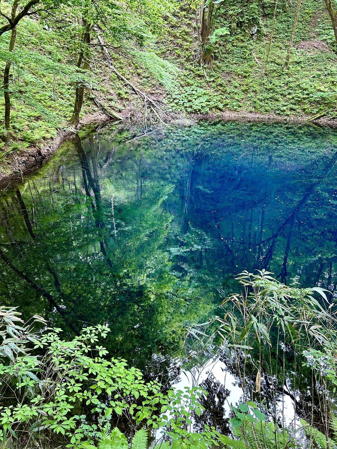 願えば叶う⁈白神山地🌿 / HIKOさんの白神岳・蟶山・大峰岳の活動データ | YAMAP / ヤマップ