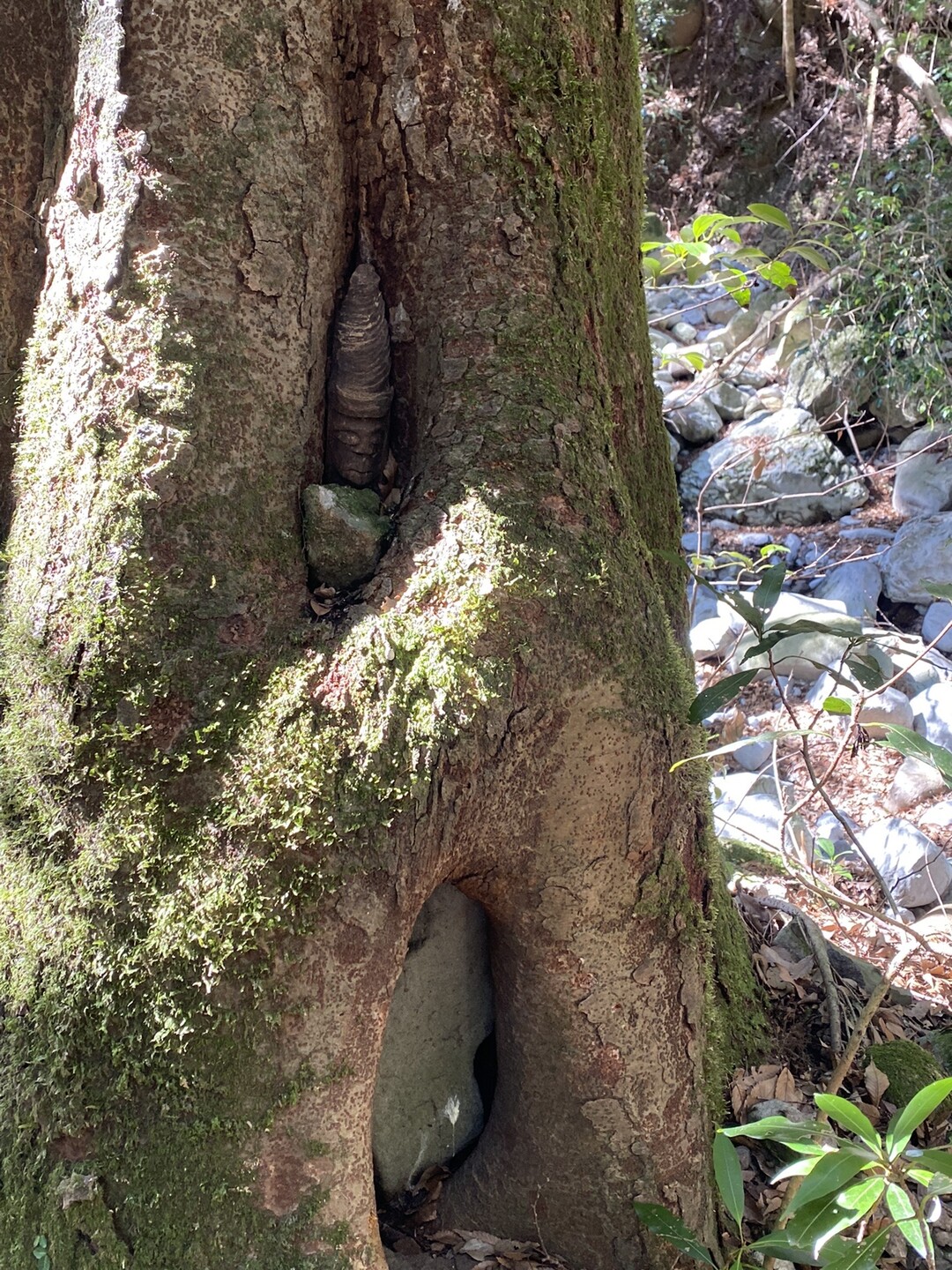 Koki・Fさんの投稿したフィールドメモ | YAMAP / ヤマップ