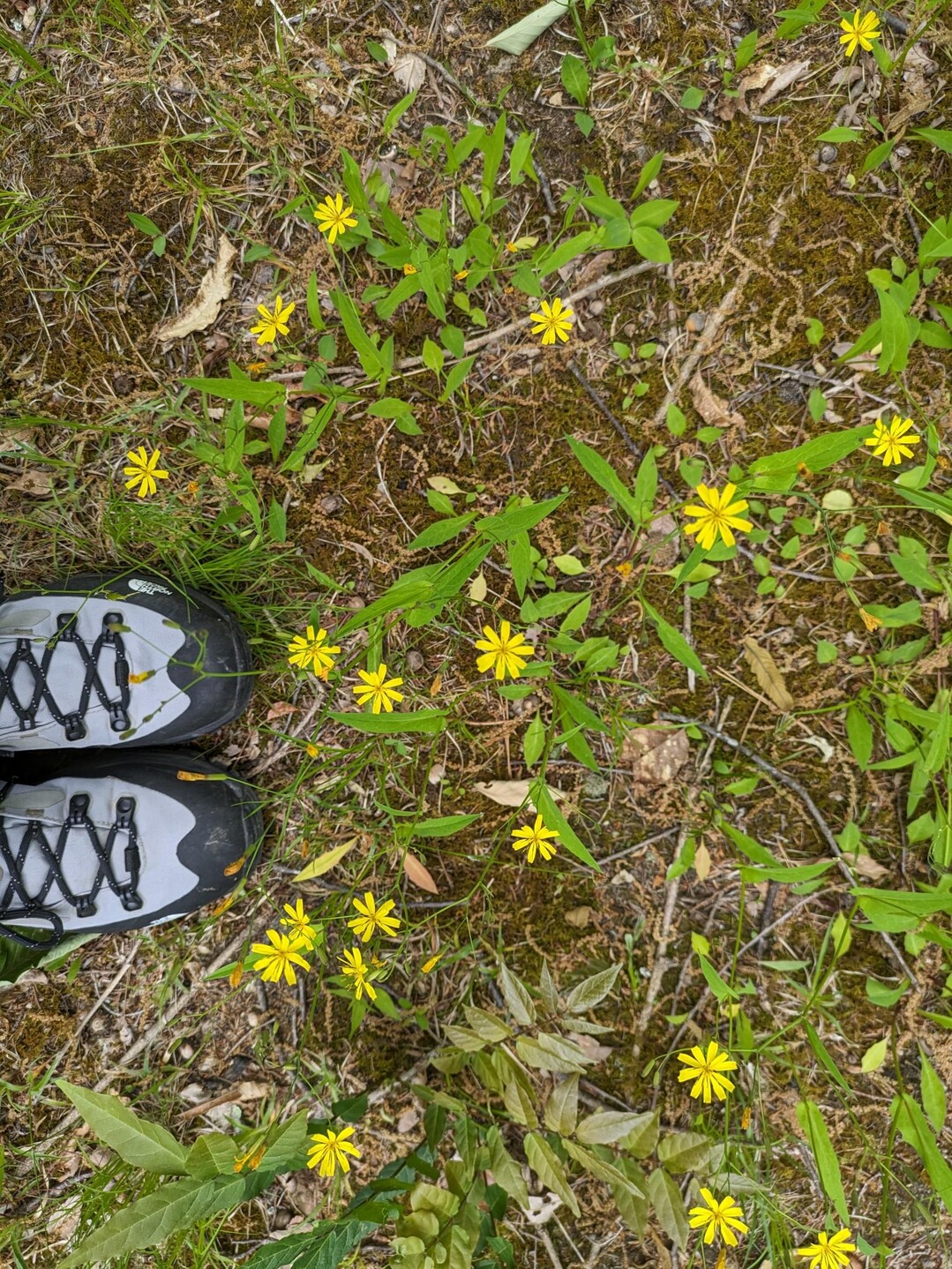 朝活！砥石城山・桝形城山 / 歩ん婆（ayunba）さんの太郎山の活動データ | YAMAP / ヤマップ
