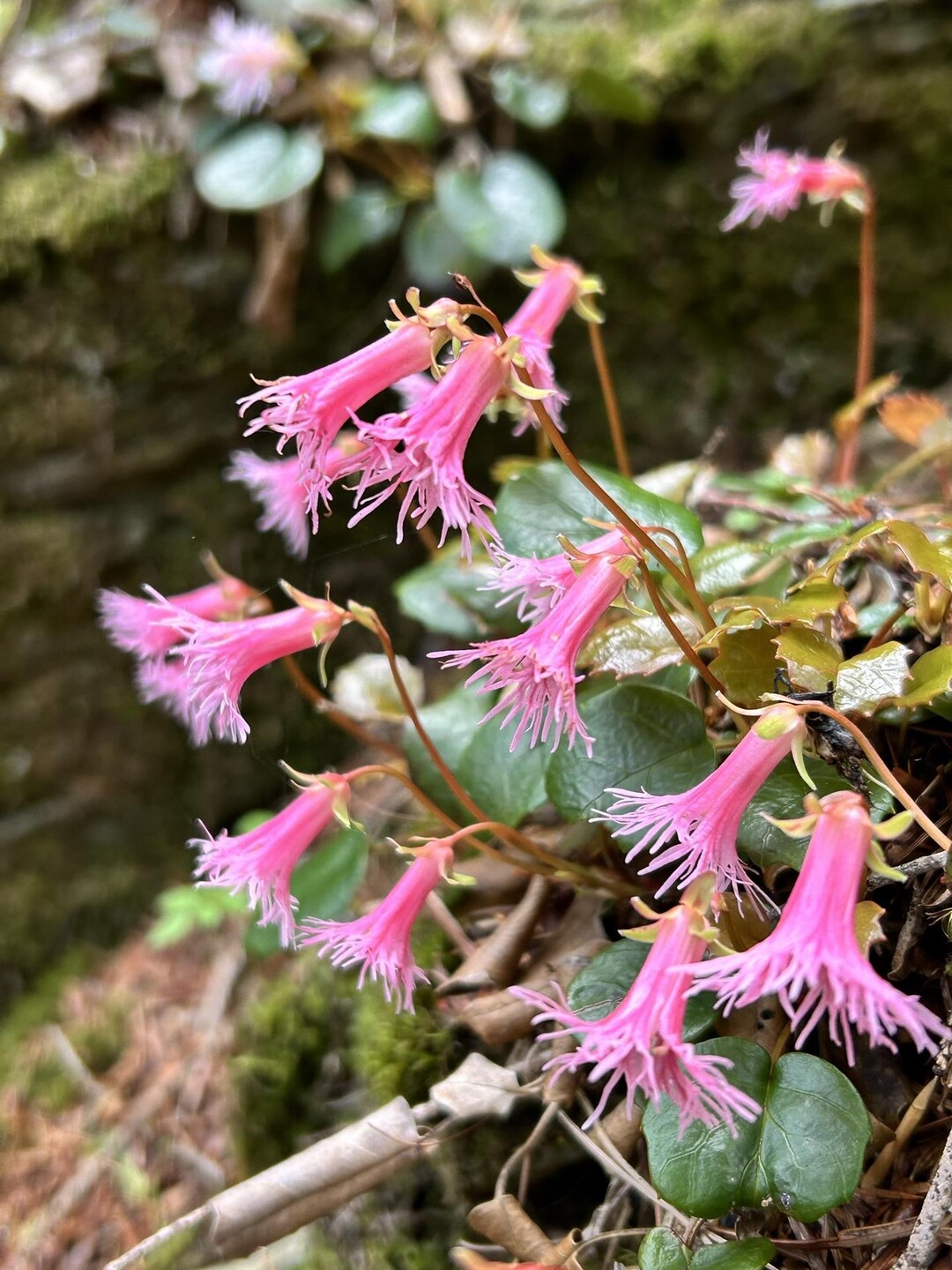 保利沢山 / Co-CHeさんの笊ヶ岳・布引山・生木割山の活動日記 | YAMAP / ヤマップ